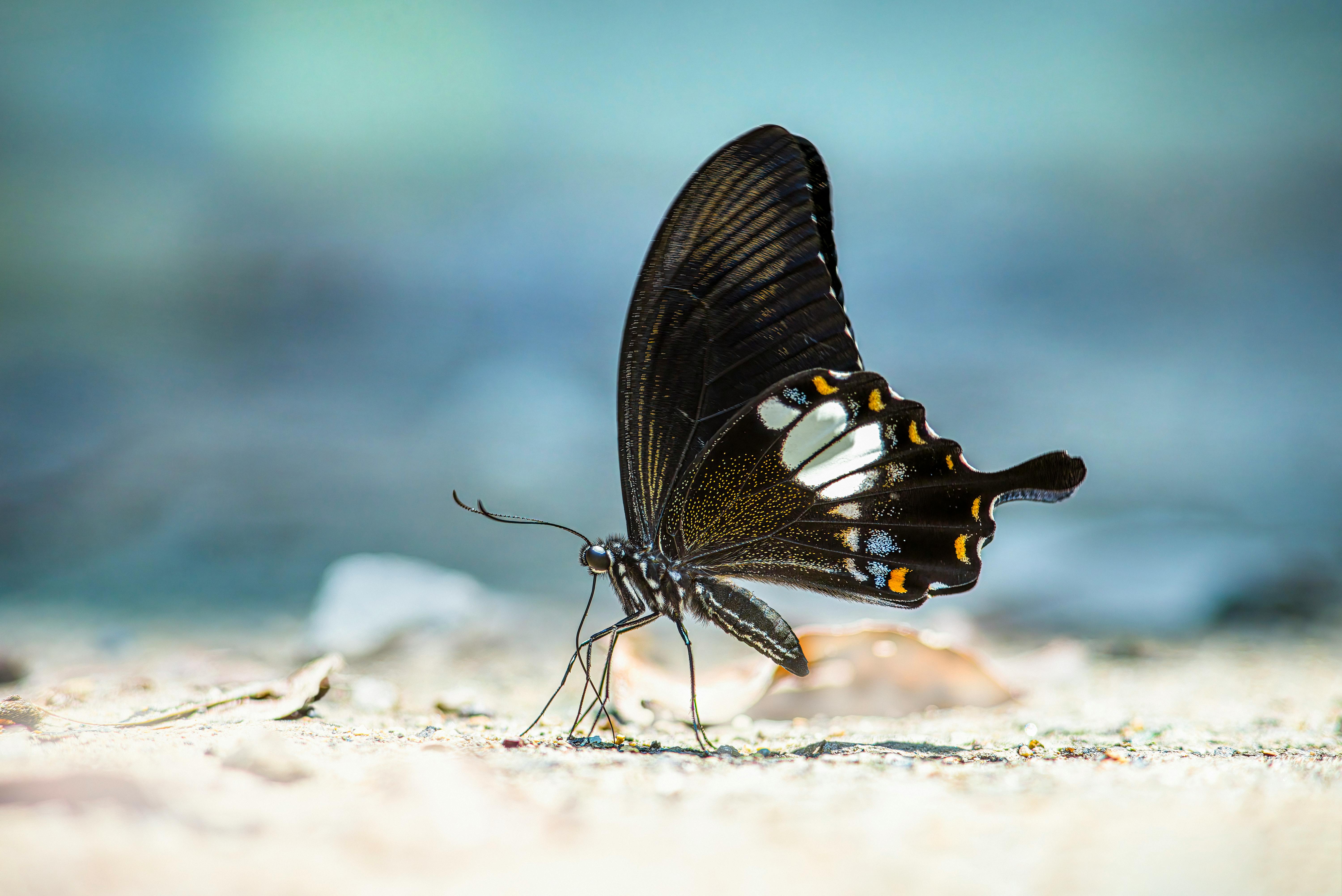 A black butterfly with white spots on its wings · Free Stock Photo