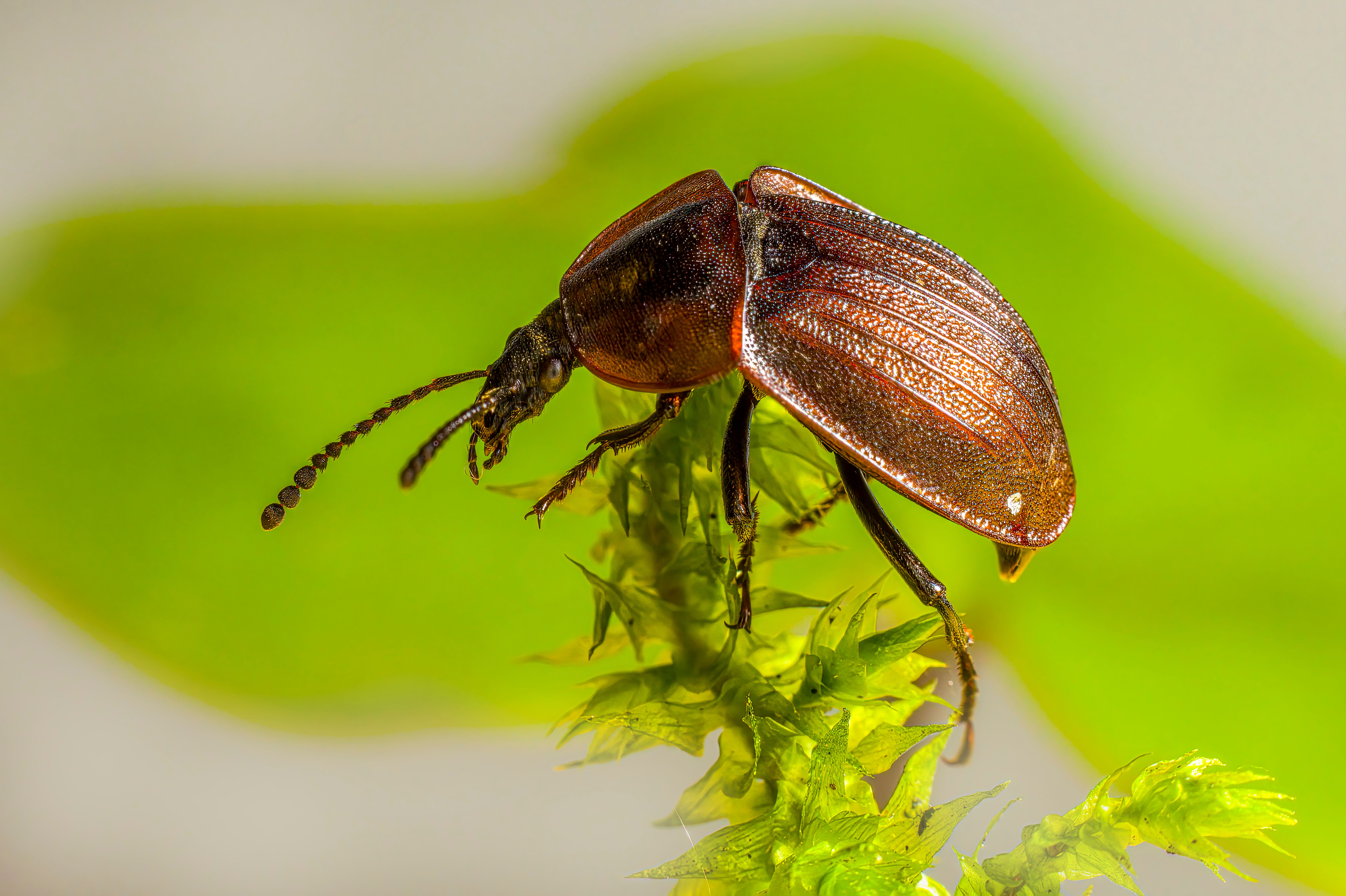 Beetle on a Branch · Free Stock Photo