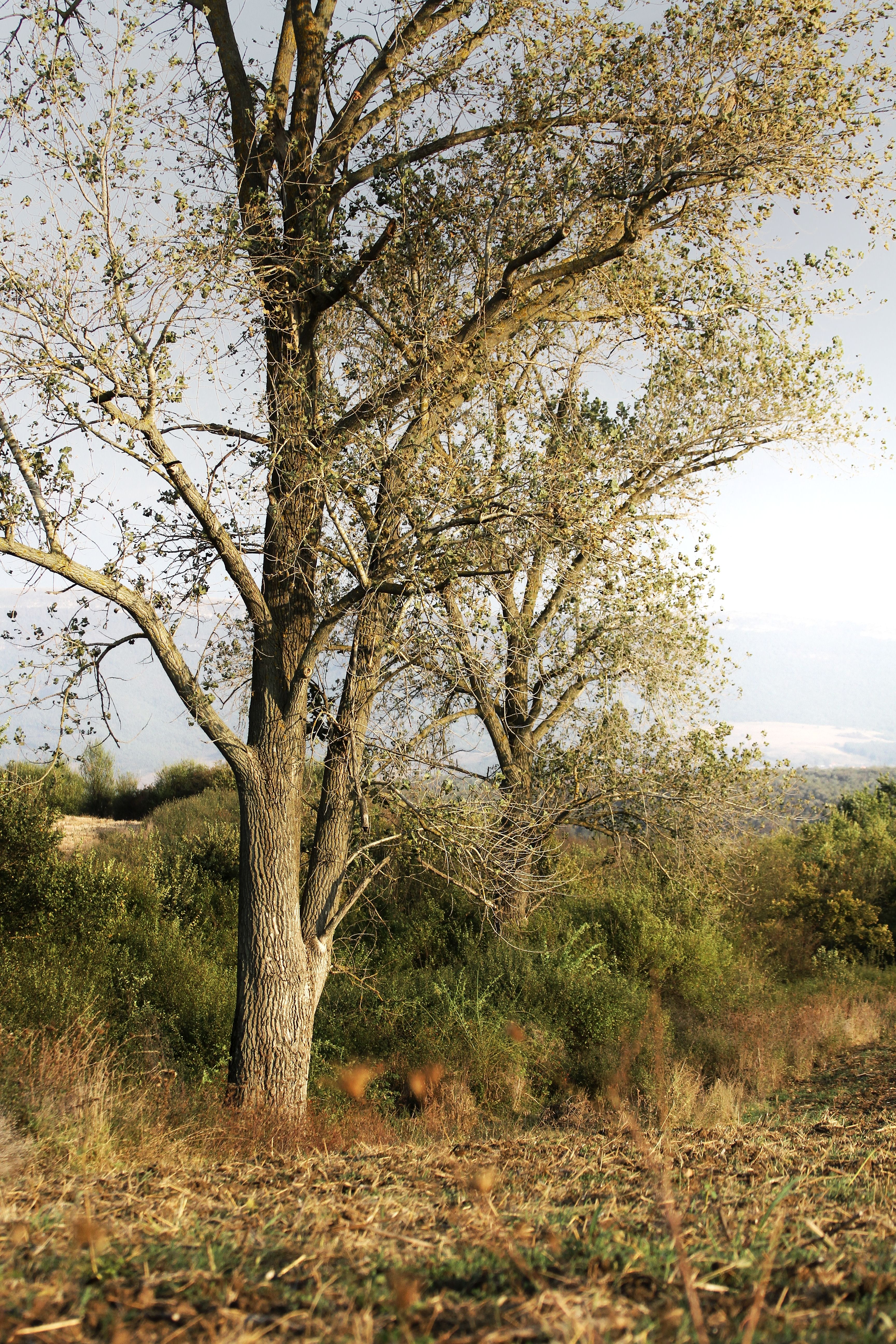 Tree and Bushes in Countryside · Free Stock Photo