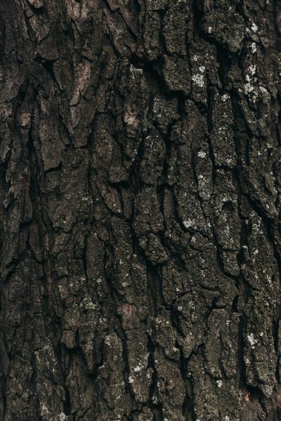 Oak Wood Texture Seamless Photos, Download The BEST Free Oak Wood ...