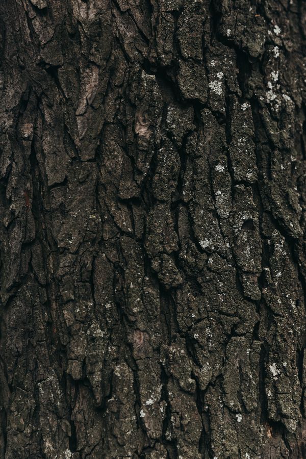 Oak Wood Texture Seamless Photos, Download The BEST Free Oak Wood ...