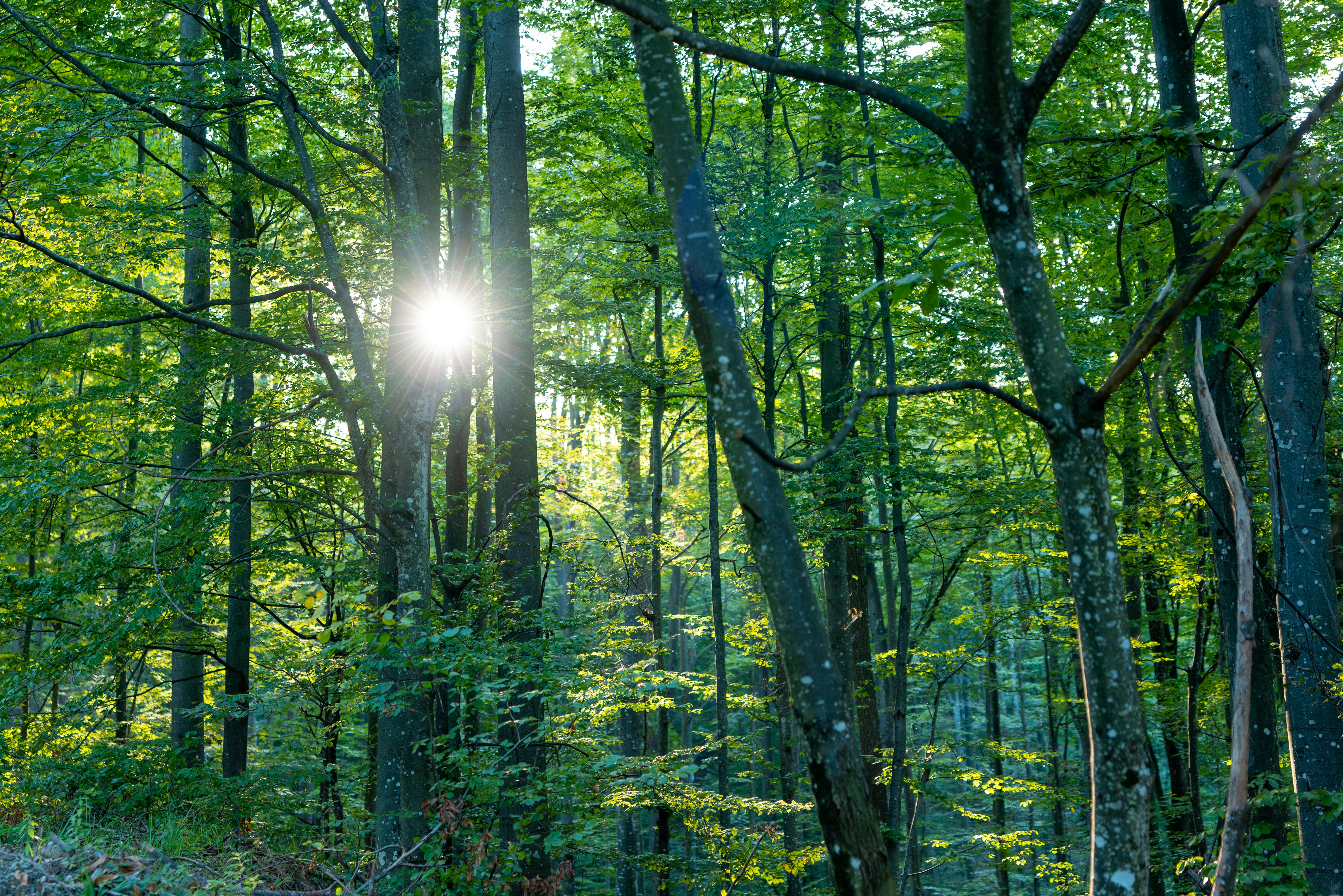 Sunlight Shining Through Trees in Woods · Free Stock Photo