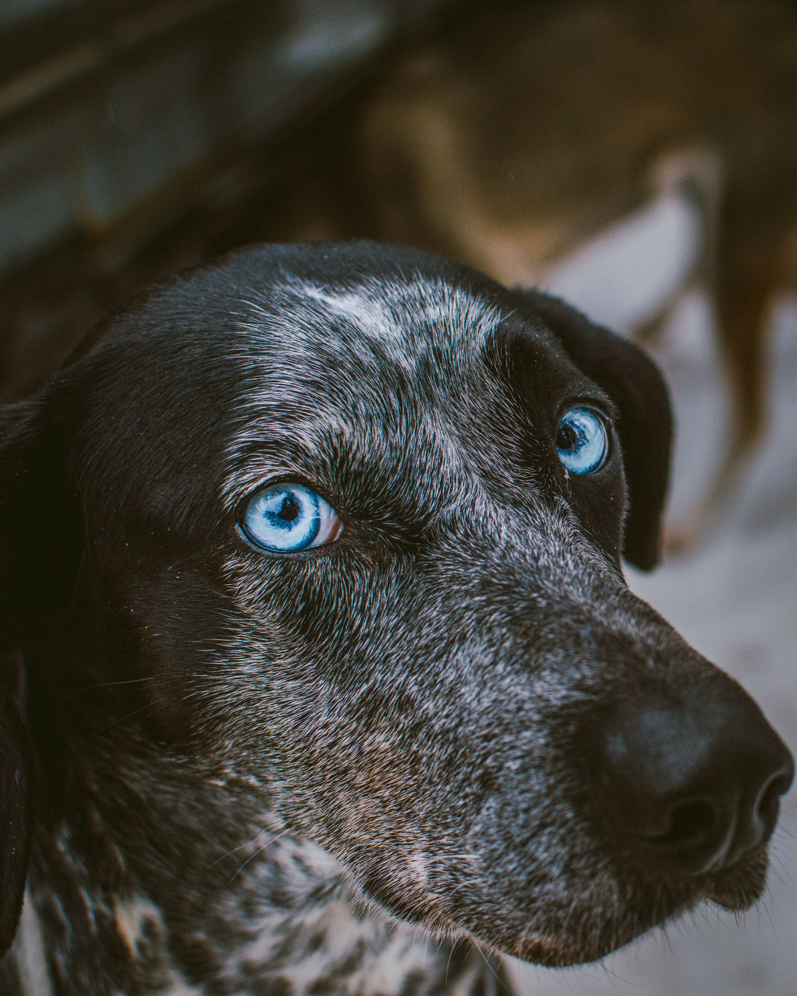Dog Fmri Photos, Download The BEST Free Dog Fmri Stock Photos & HD Images