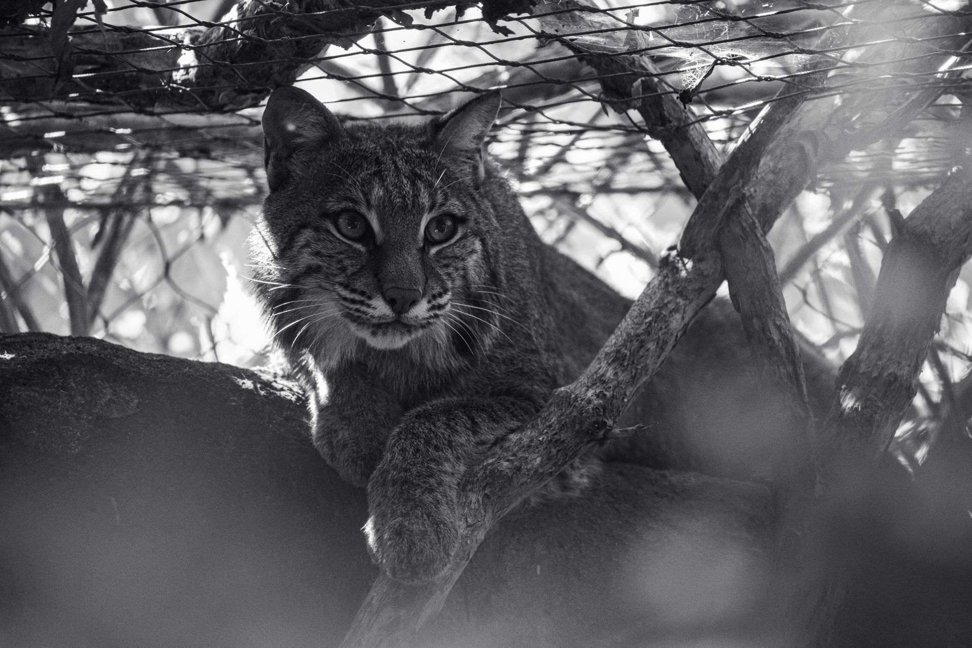 Do Bobcats Attack Dogs: Risks and Precautions for Pet Owners