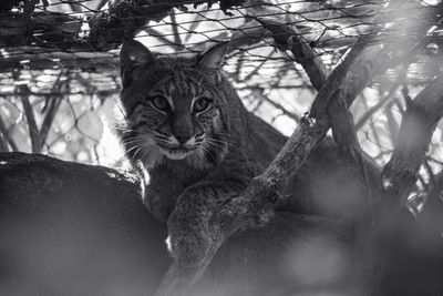 Do Bobcats Attack Dogs: Risks and Precautions for Pet Owners