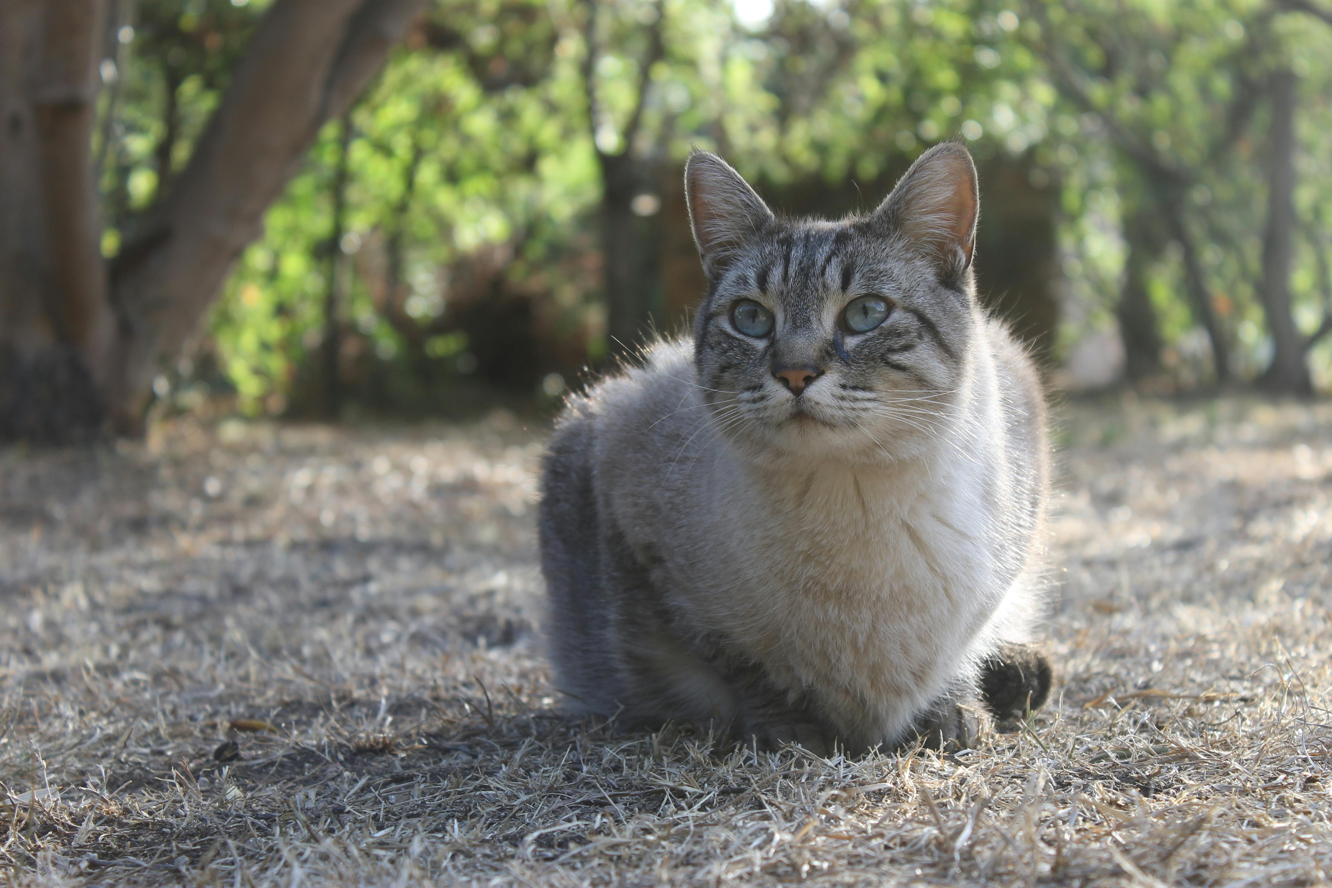 Fat Fluffy Black Cat · Free Stock Photo