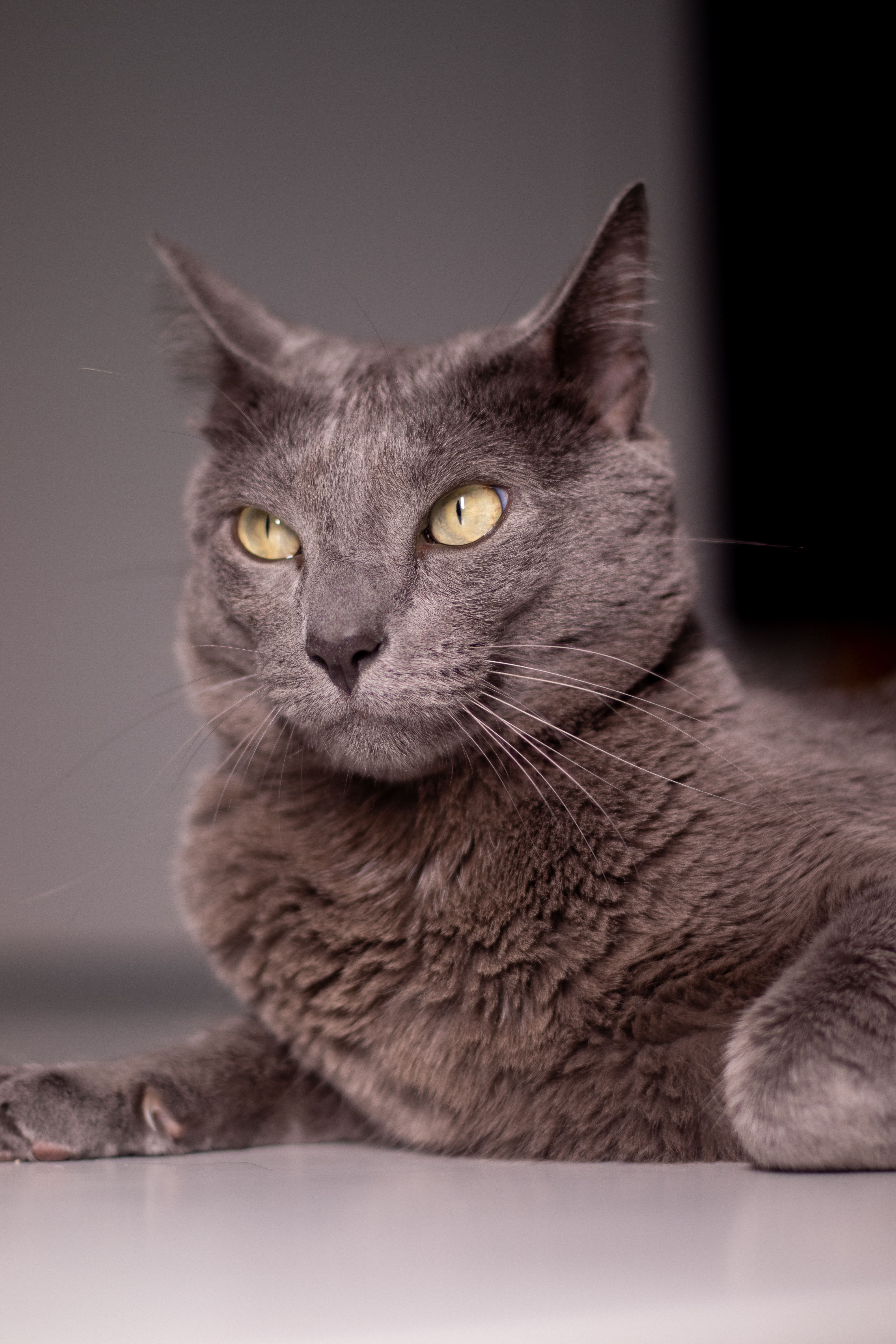 Gray Cat Lying Down · Free Stock Photo