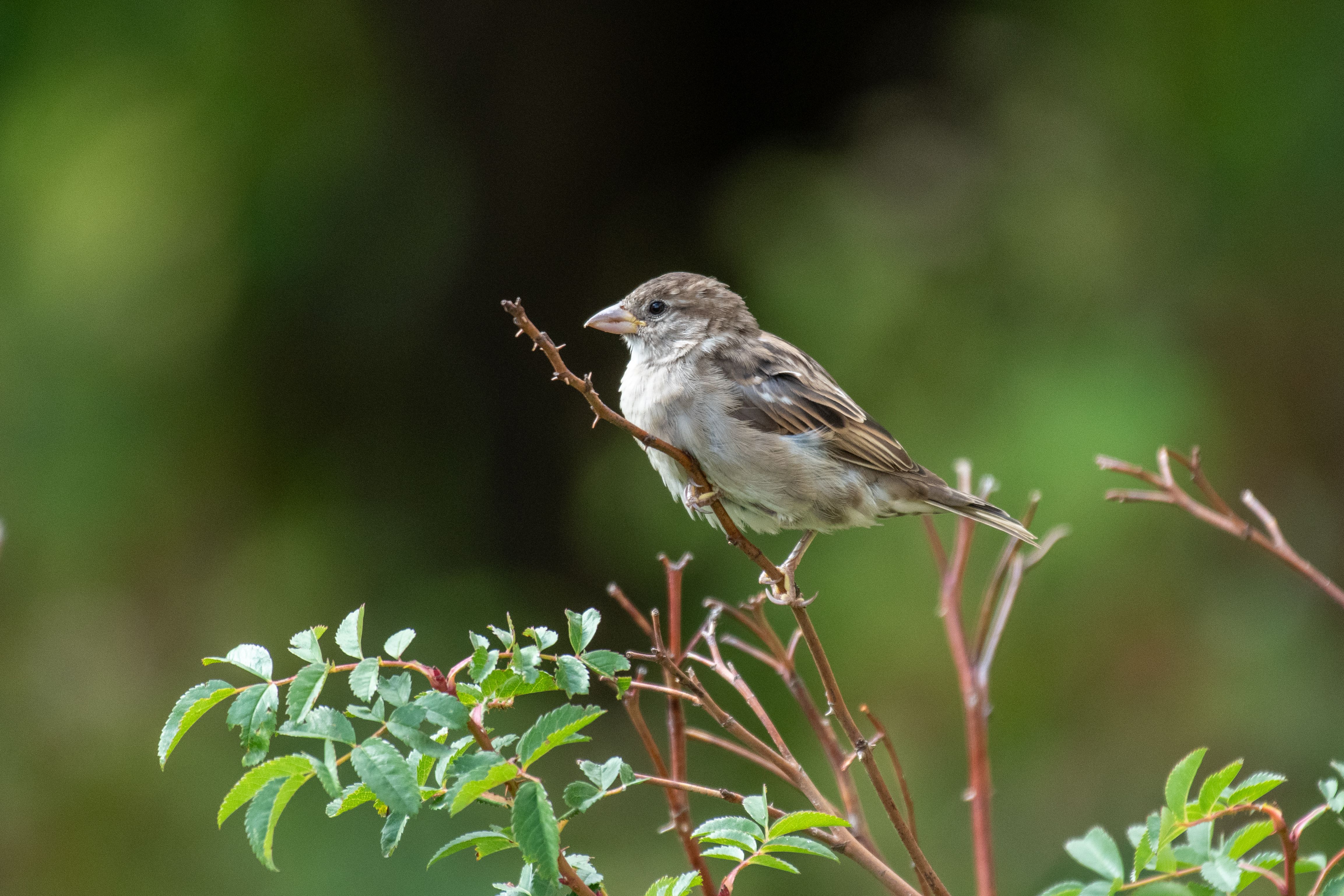 Shallow Focus Photography of Bird Standing on Bird Bath · Free Stock Photo