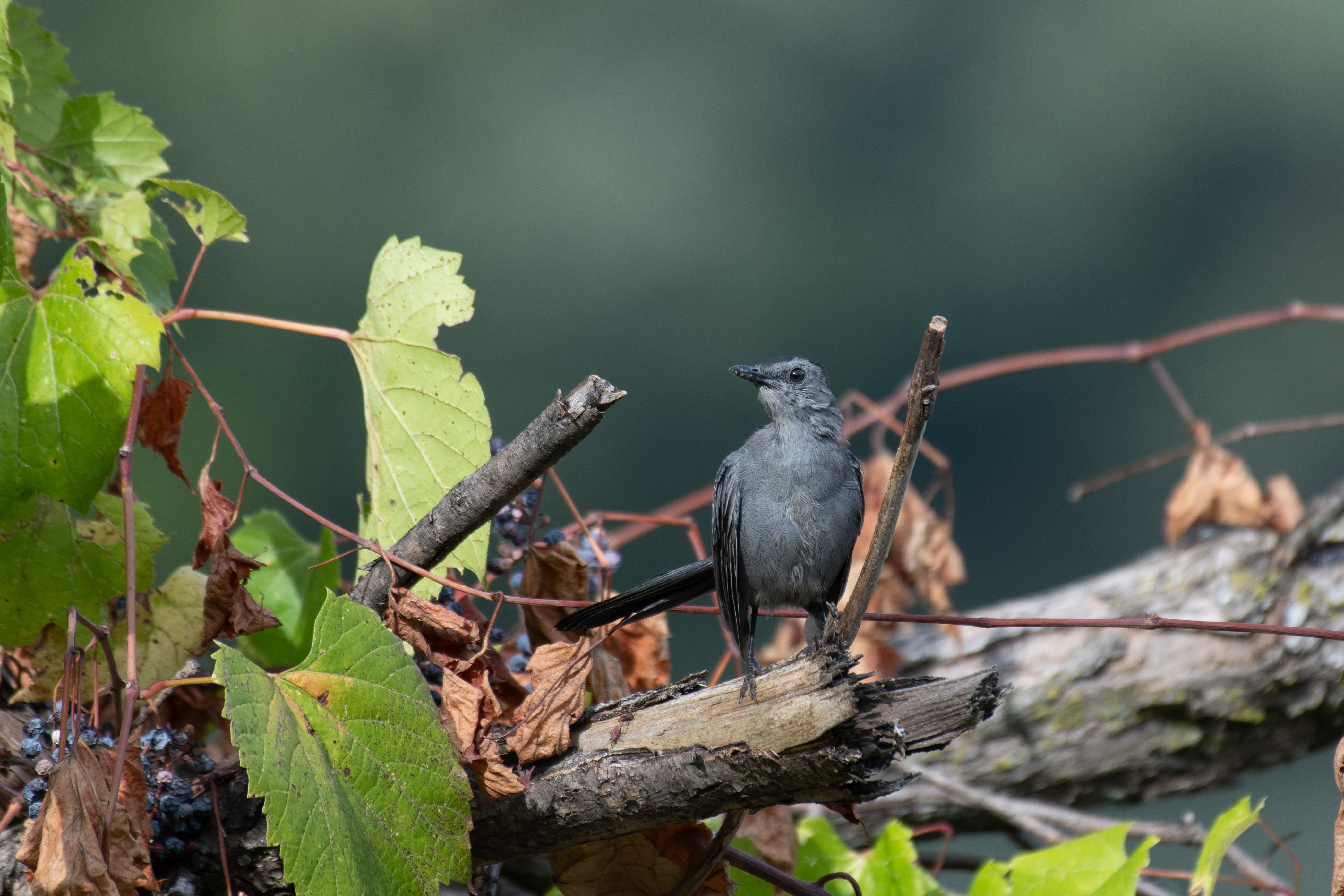 Gray Catbird Perching on Branch · Free Stock Photo