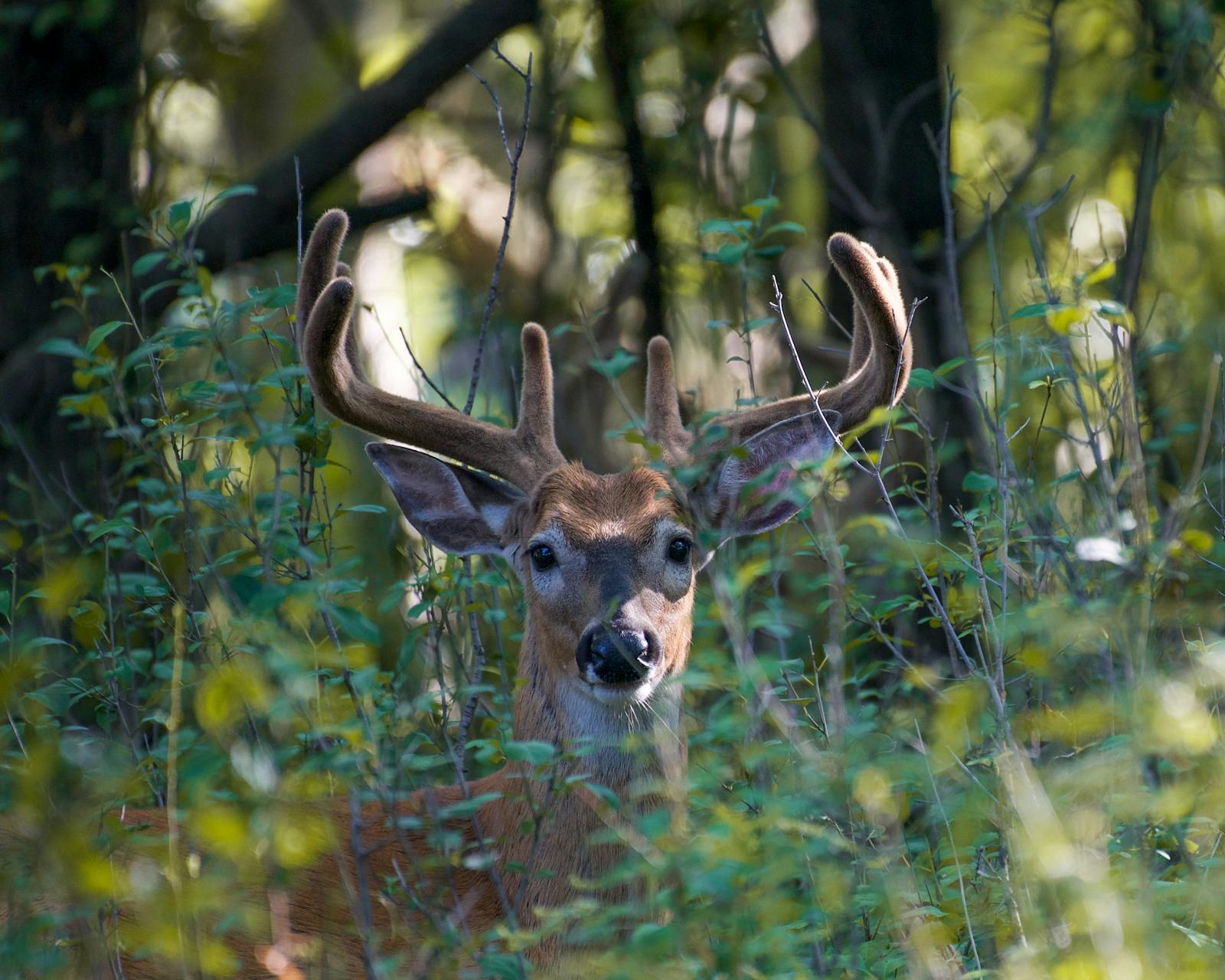 Whitetail Buck Images Photos, Download The BEST Free Whitetail Buck ...
