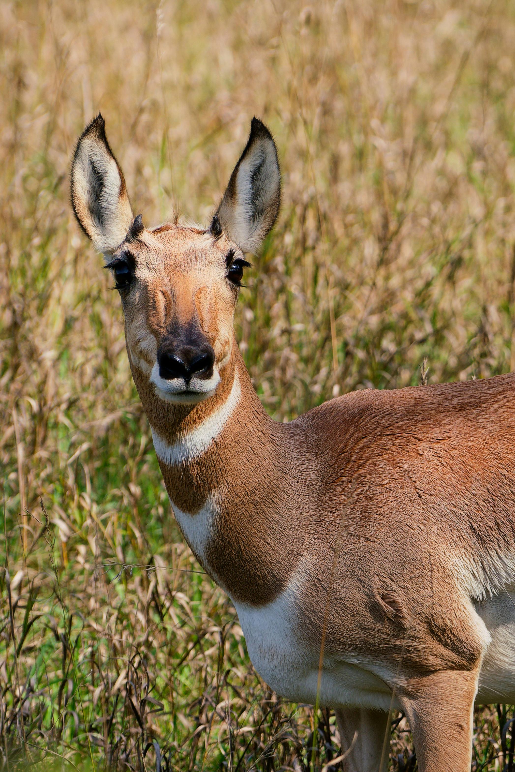 Wolke Buck Phat Autorskich Photos, Download The BEST Free Wolke Buck ...