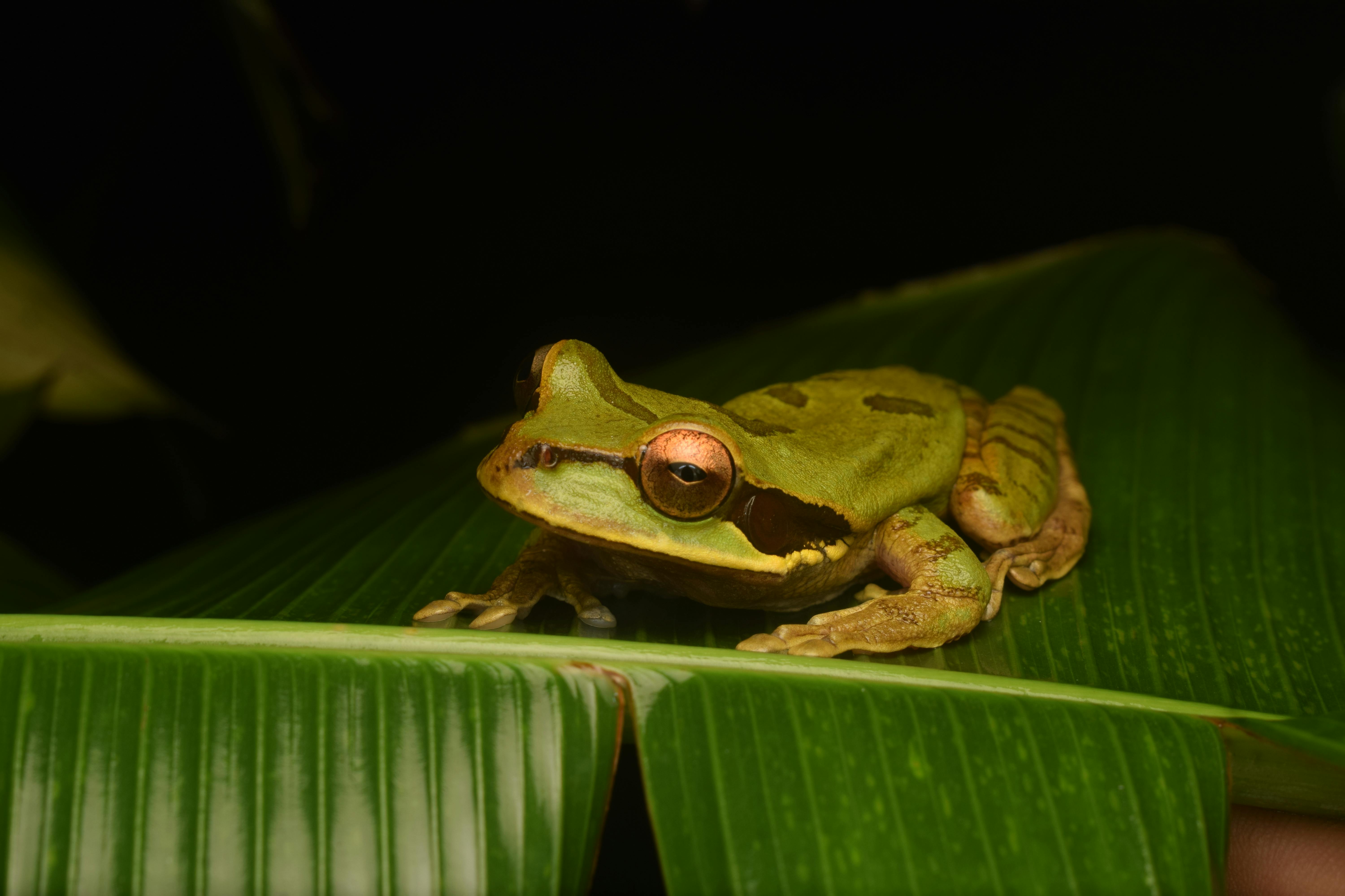 Free stock photo of amphibian, exotic, eye, frog, hyla, leaf, little ...