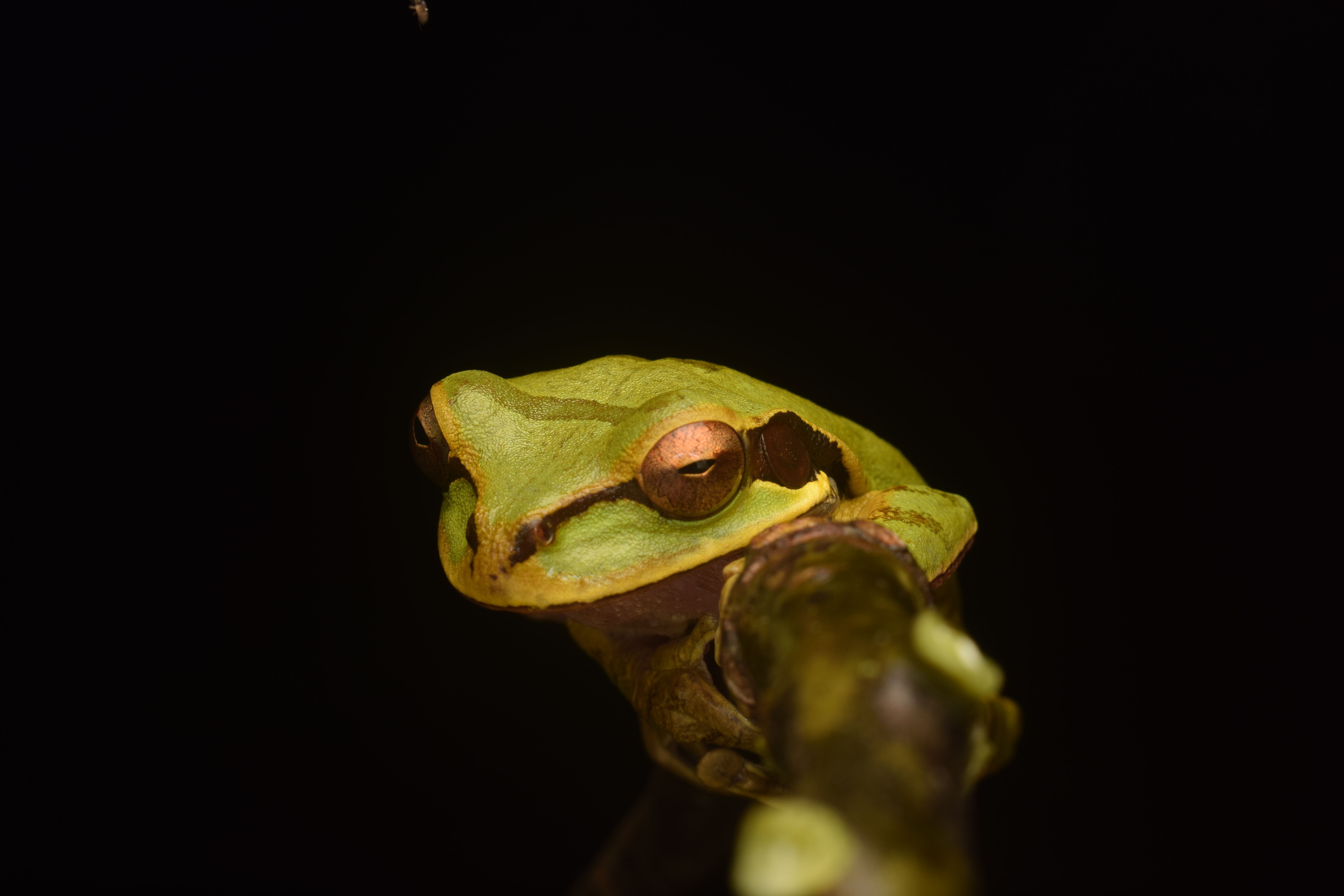 Close up of Gliding Tree Frogs · Free Stock Photo