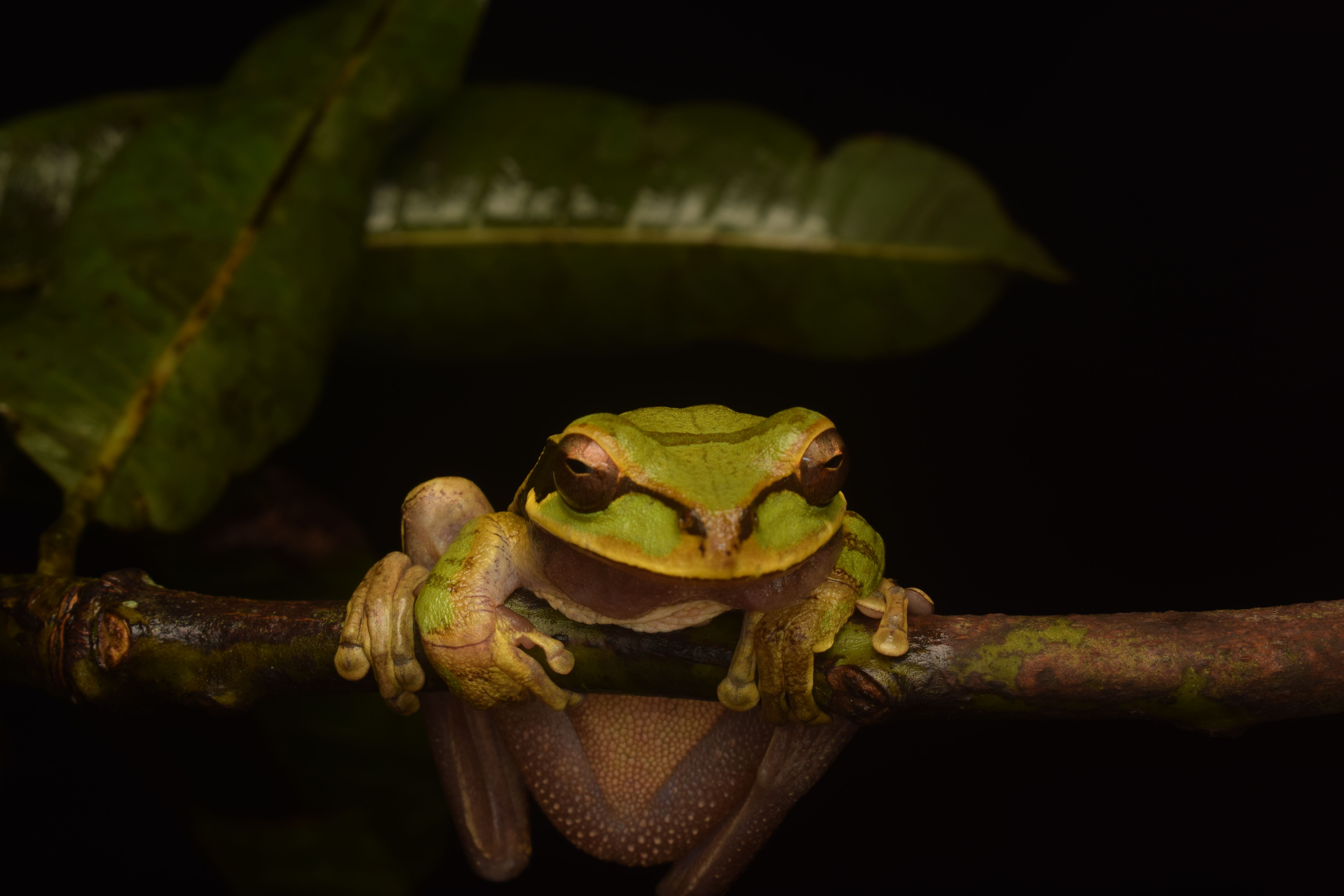Macro Photography of a Green Frog · Free Stock Photo