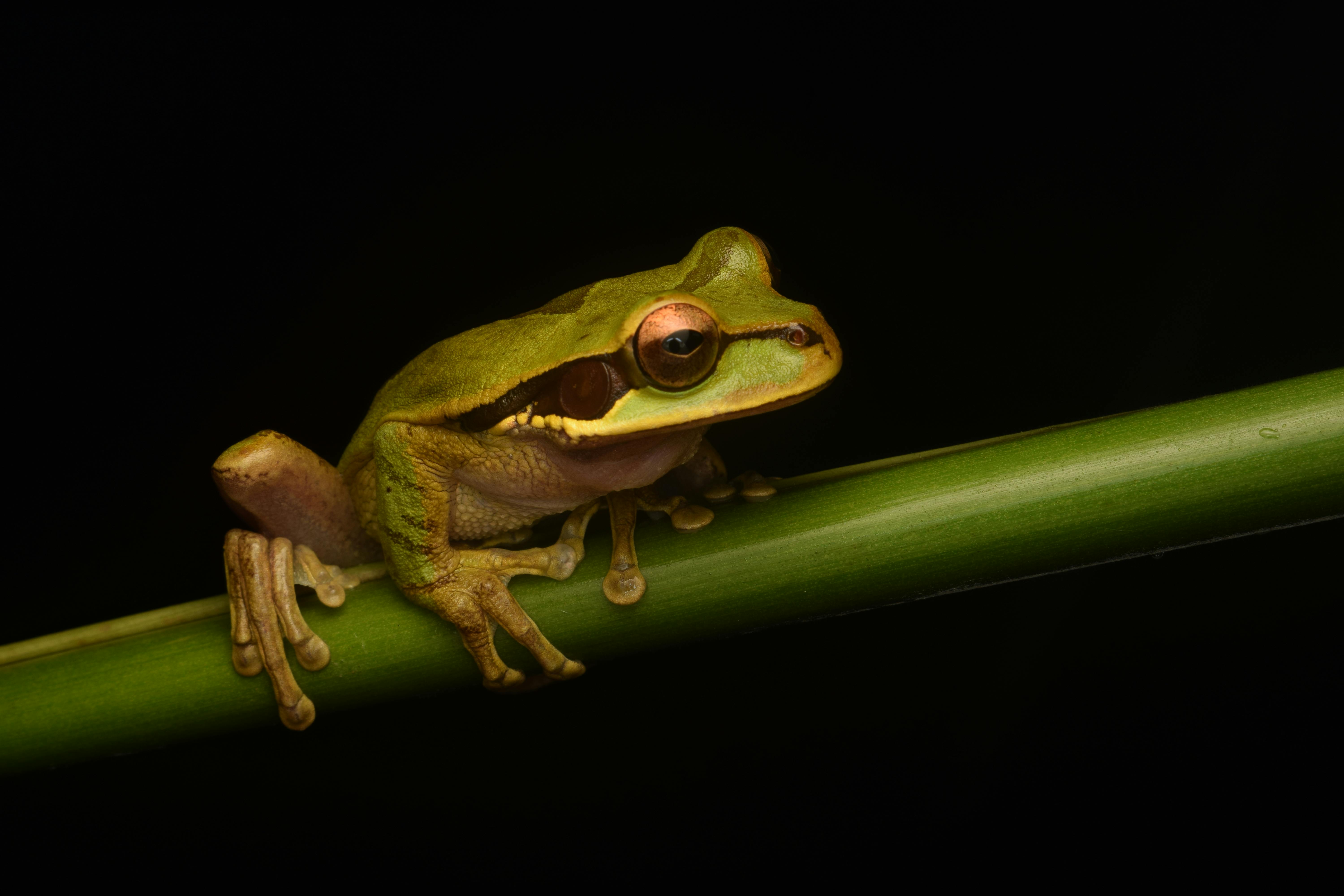 Close up of Gliding Tree Frogs · Free Stock Photo