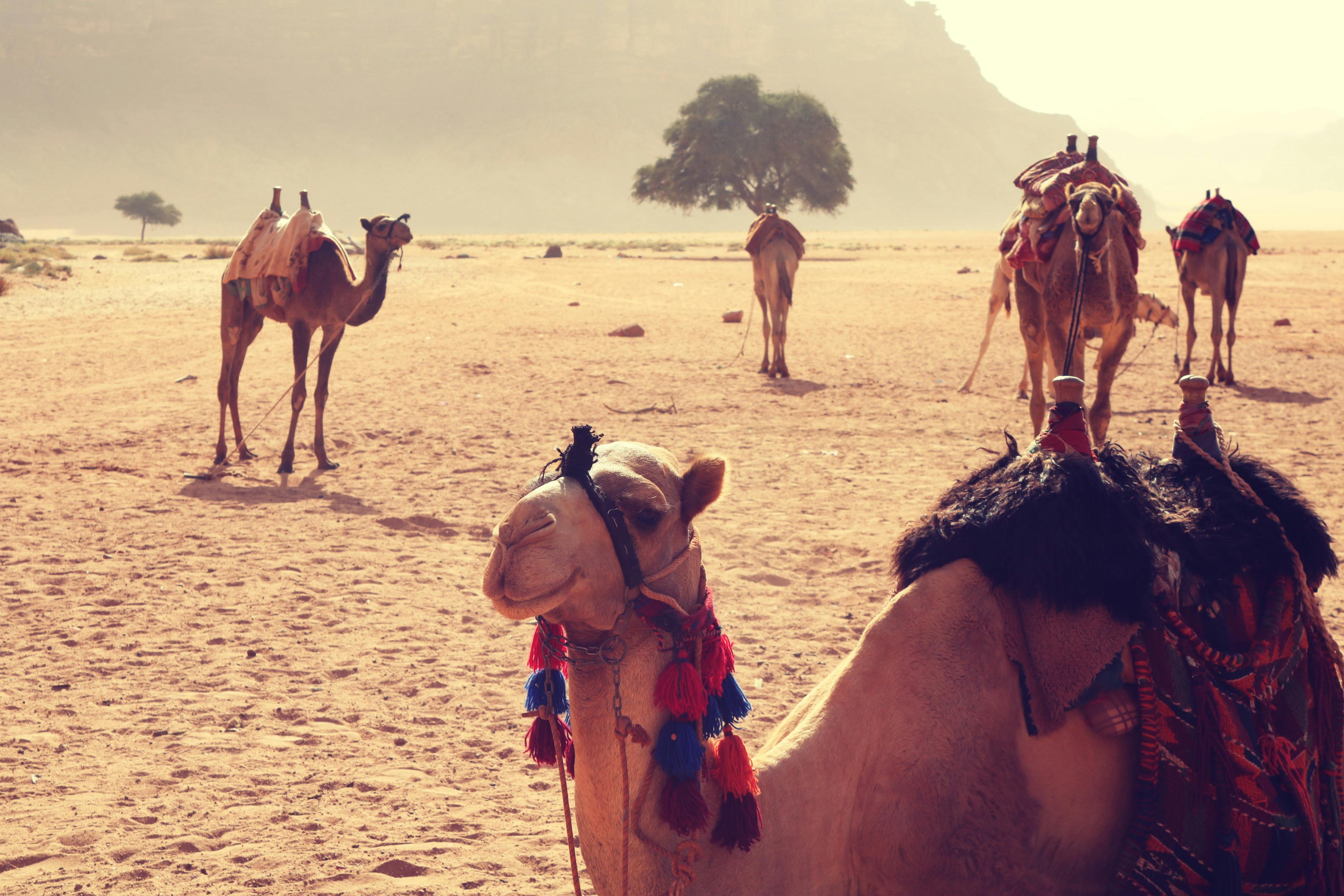 Free stock photo of camel, jordan, lonely