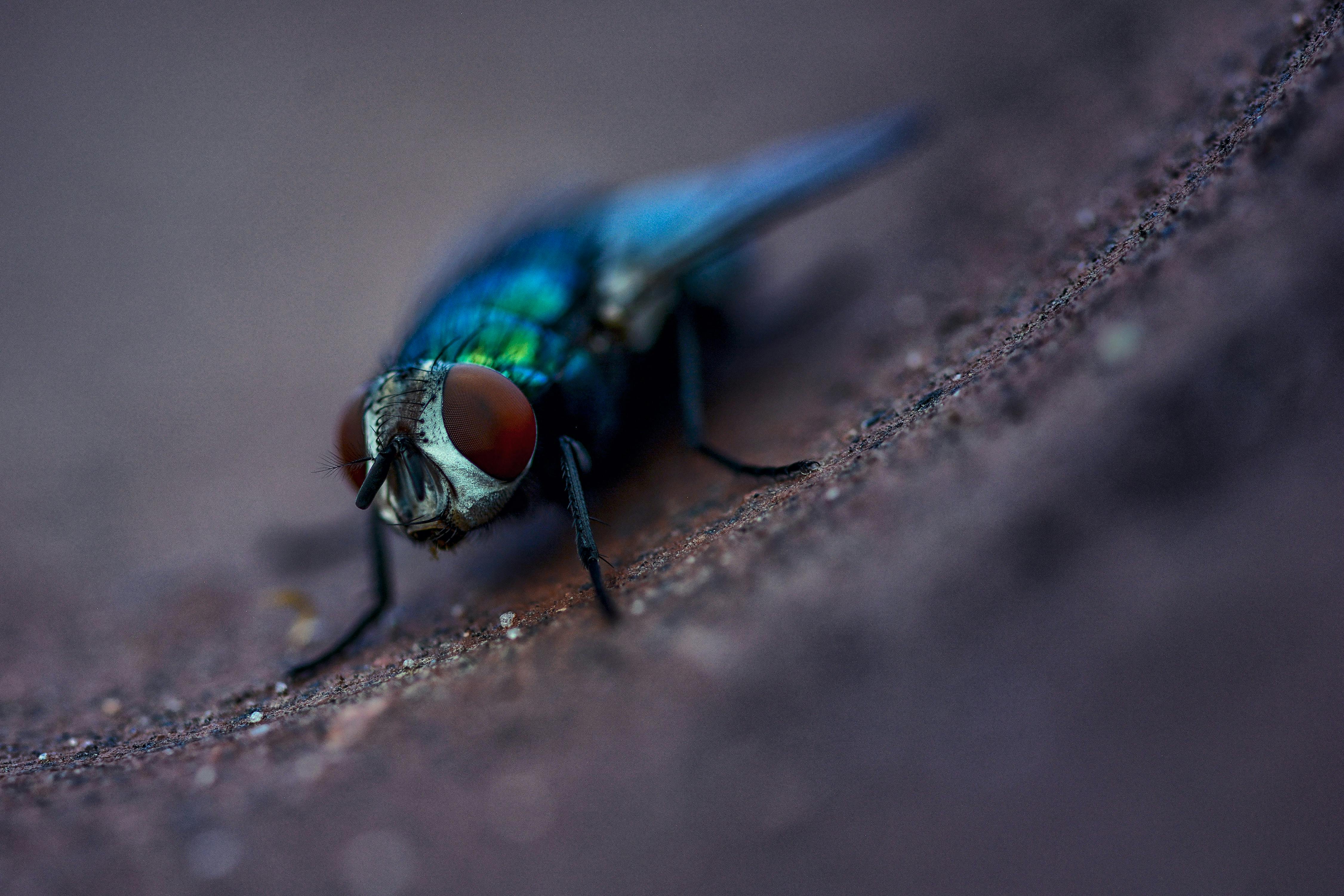 Closeup of a Fly Eyes · Free Stock Photo