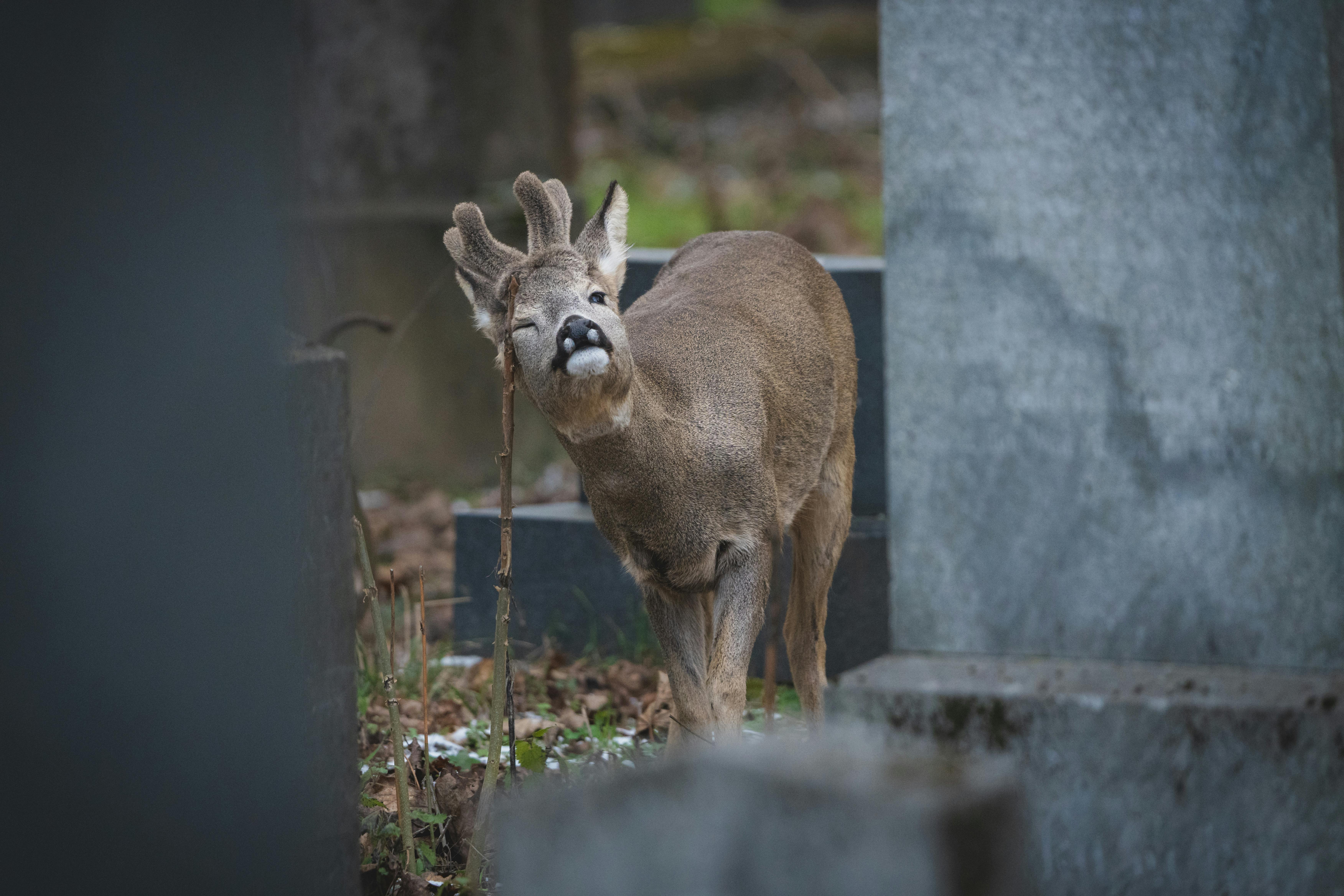 Roe Deer Scratches Head Using Branch · Free Stock Photo