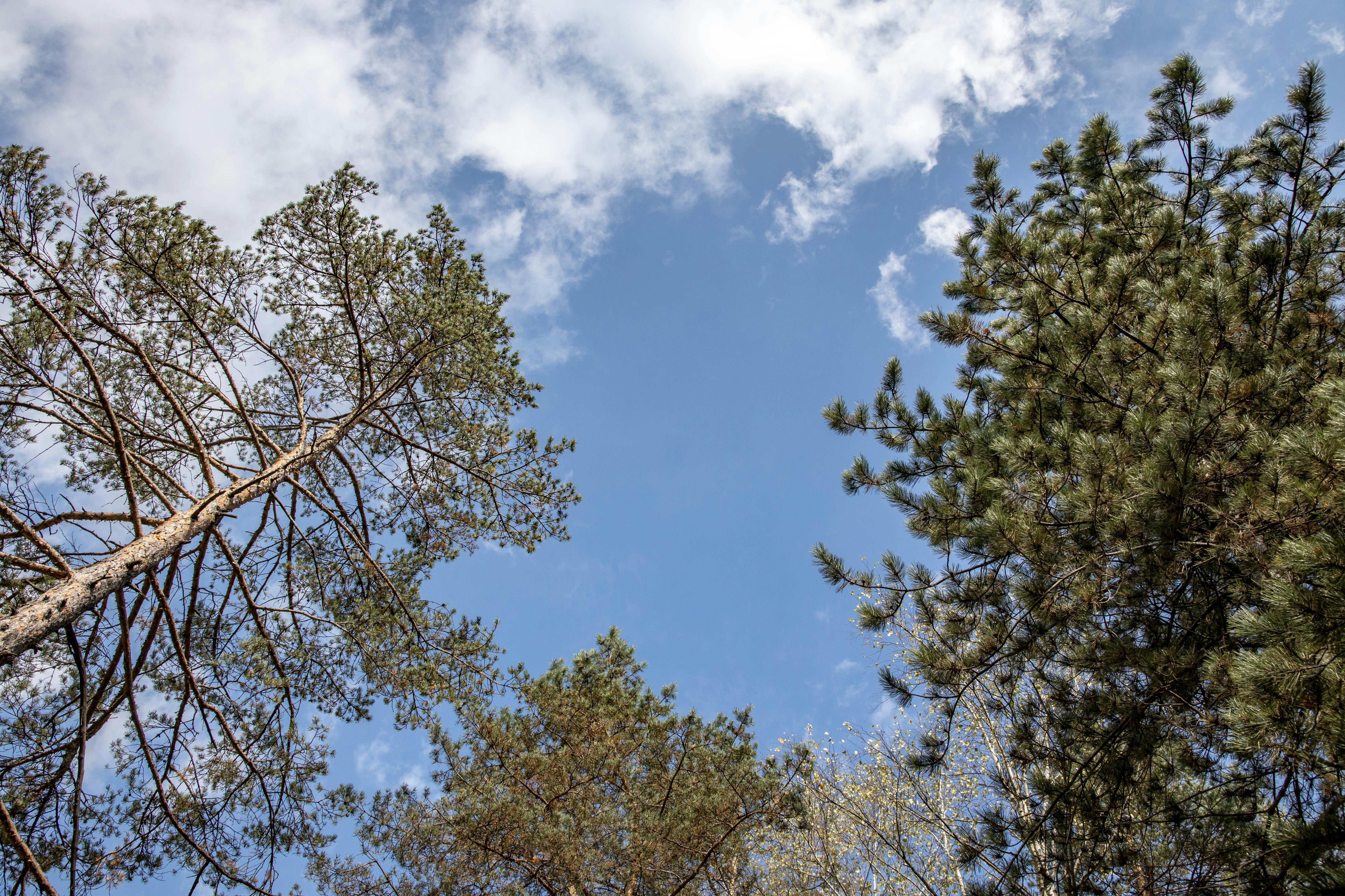 Treetops against Sky with Fluffy White Clouds · Free Stock Photo