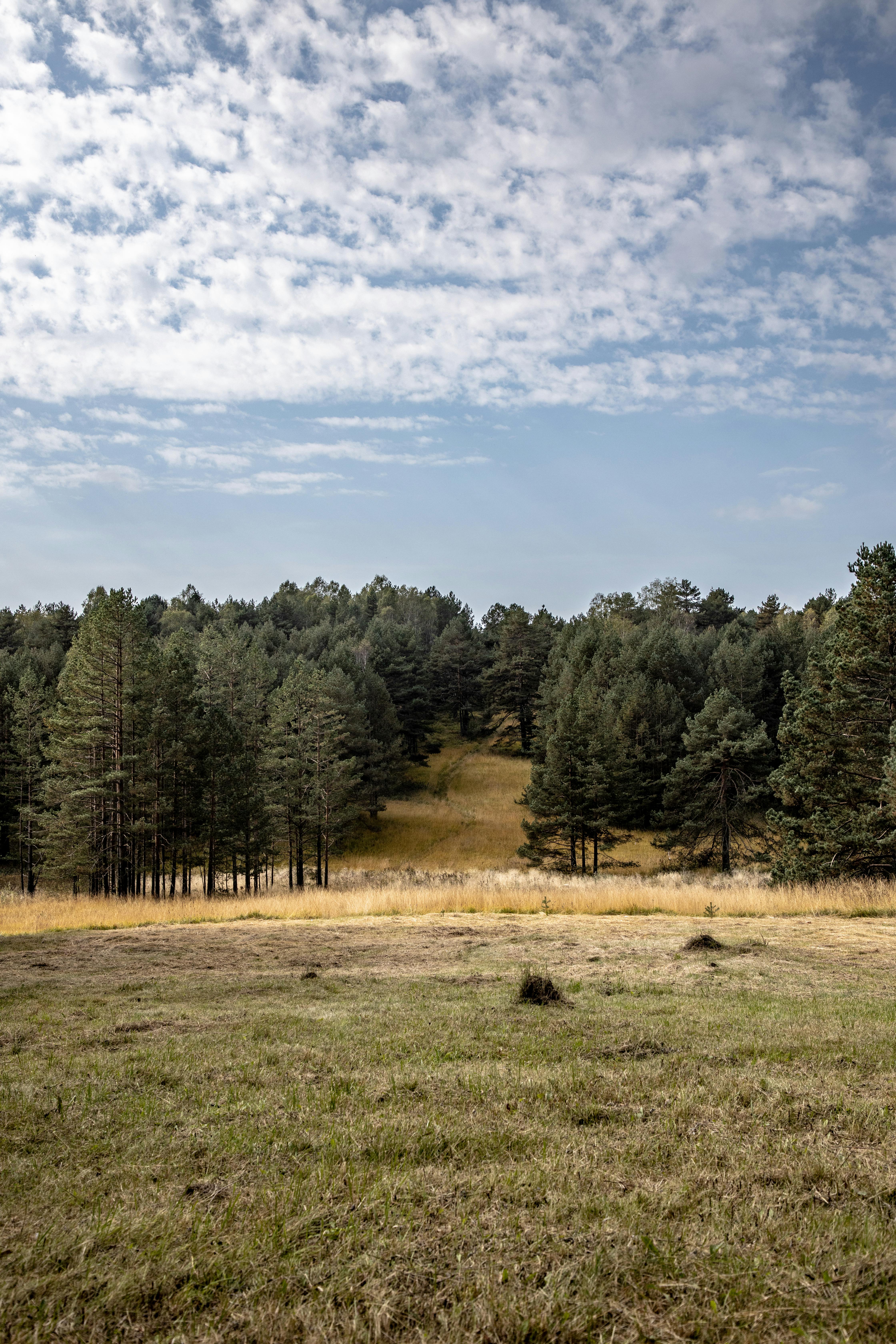 Single Tree on Grassland · Free Stock Photo