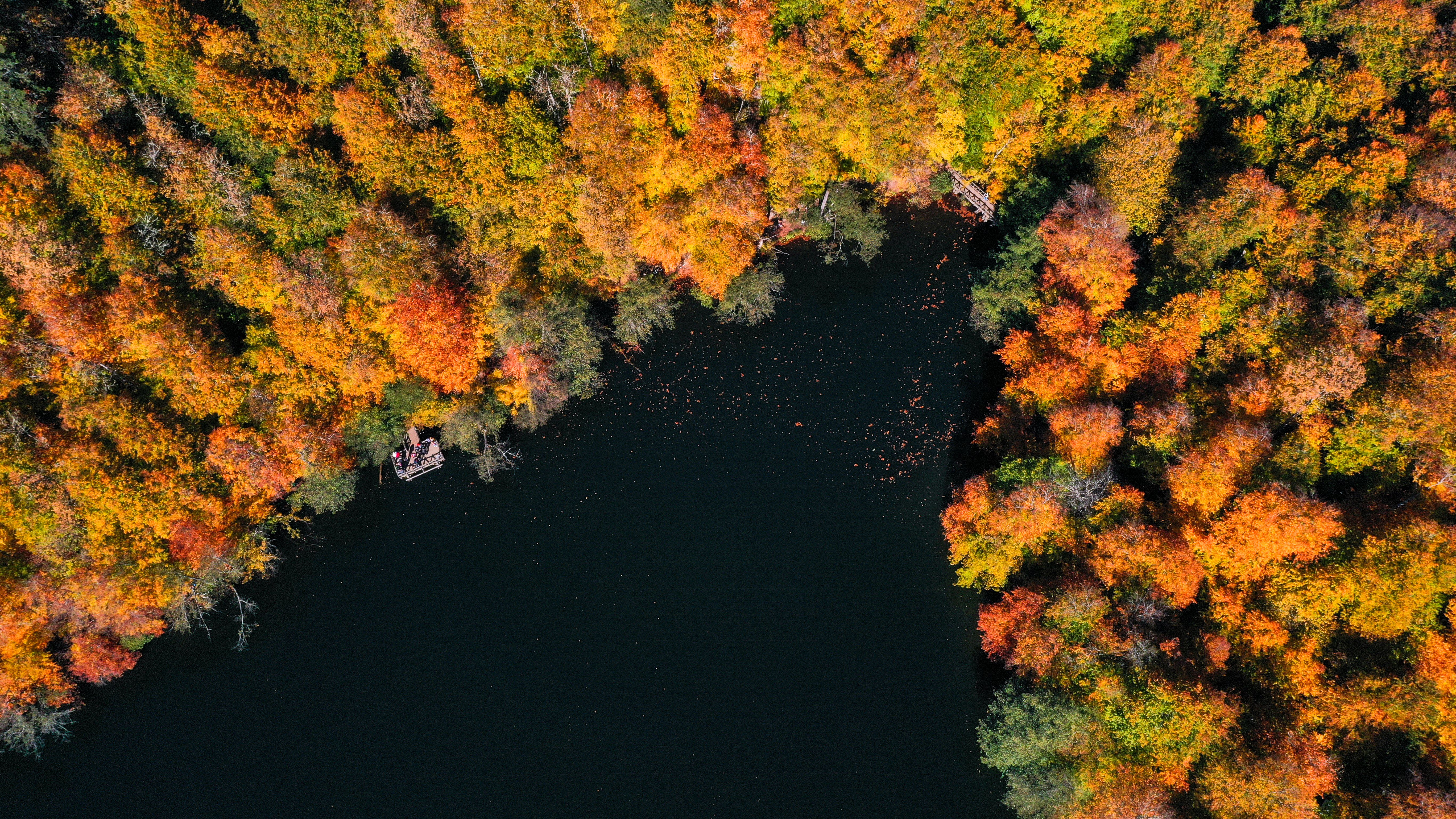 Drone Shot of Forest in Autumn · Free Stock Photo