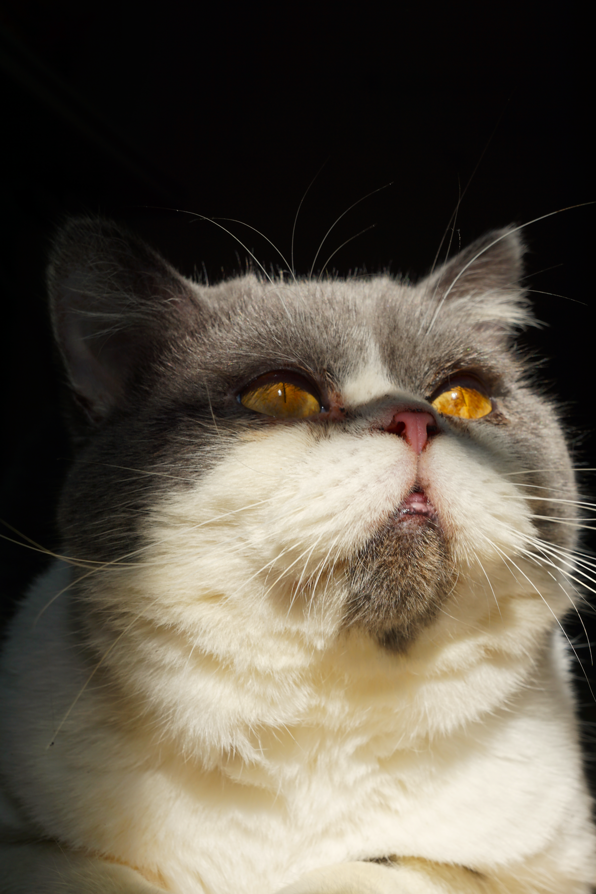 Fat Cat Photos, Download The BEST Free Fat Cat Stock Photos & HD Images