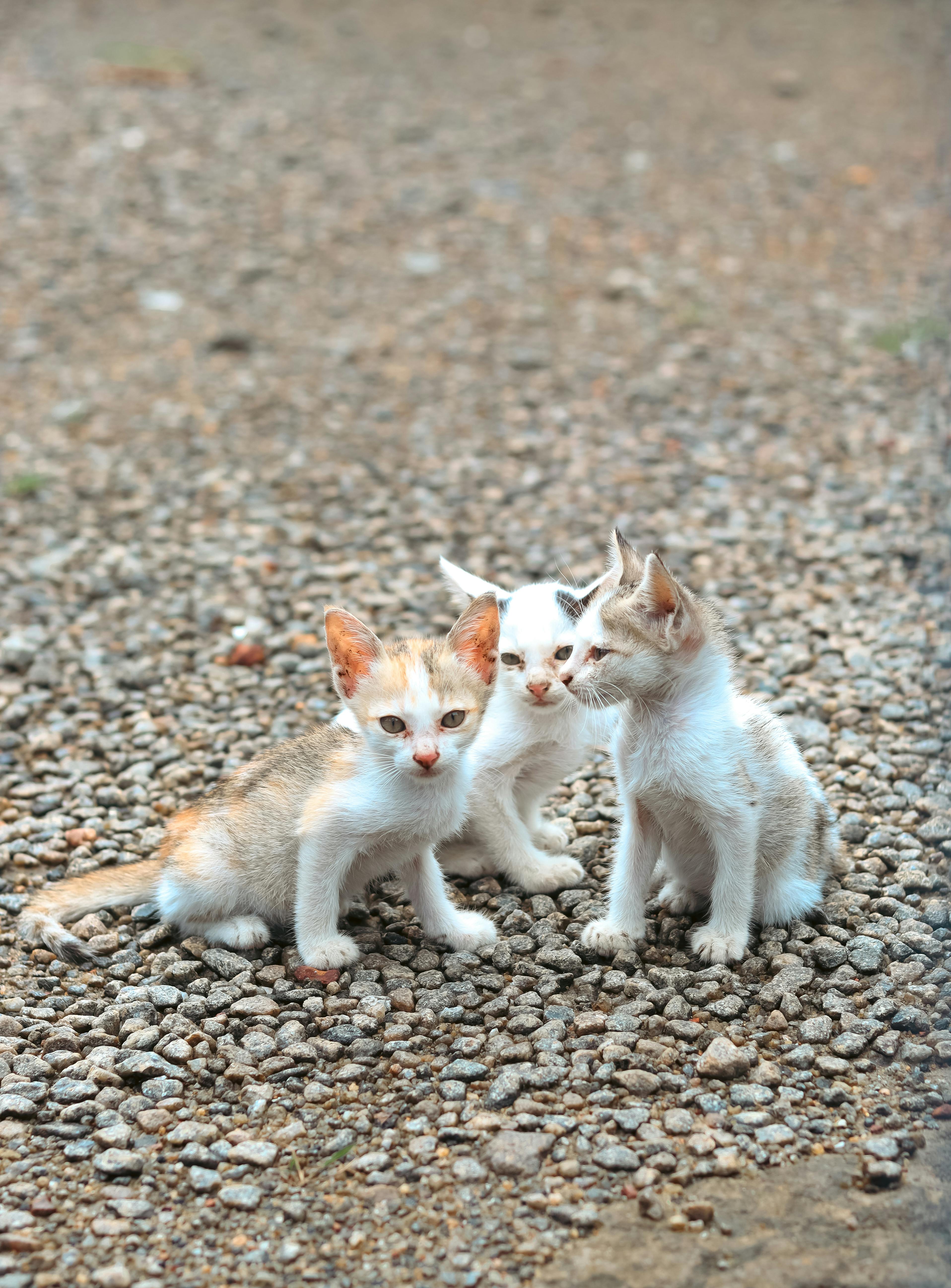 Scared Cats Photos, Download The BEST Free Scared Cats Stock Photos ...