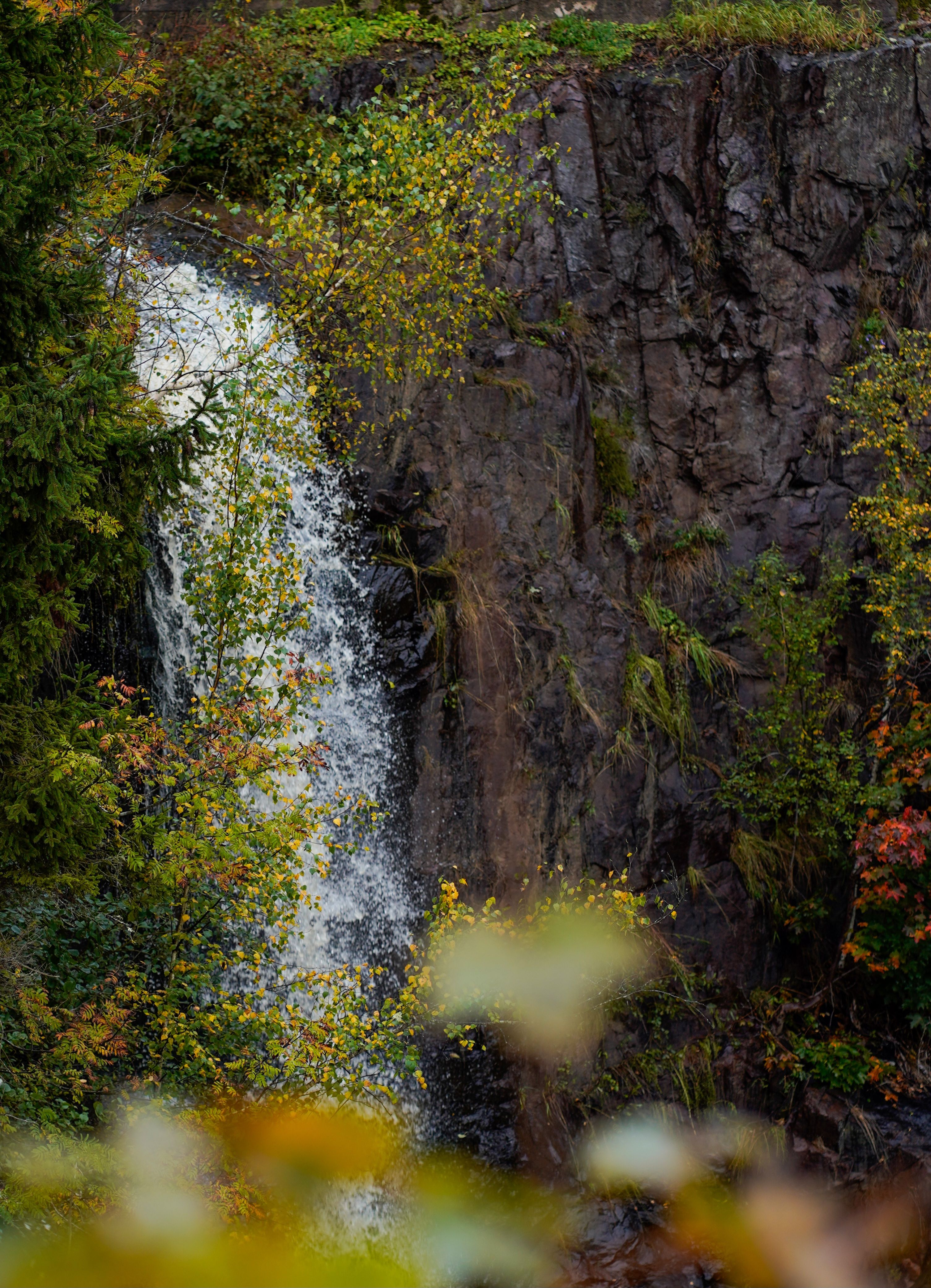 Trees around Waterfall · Free Stock Photo