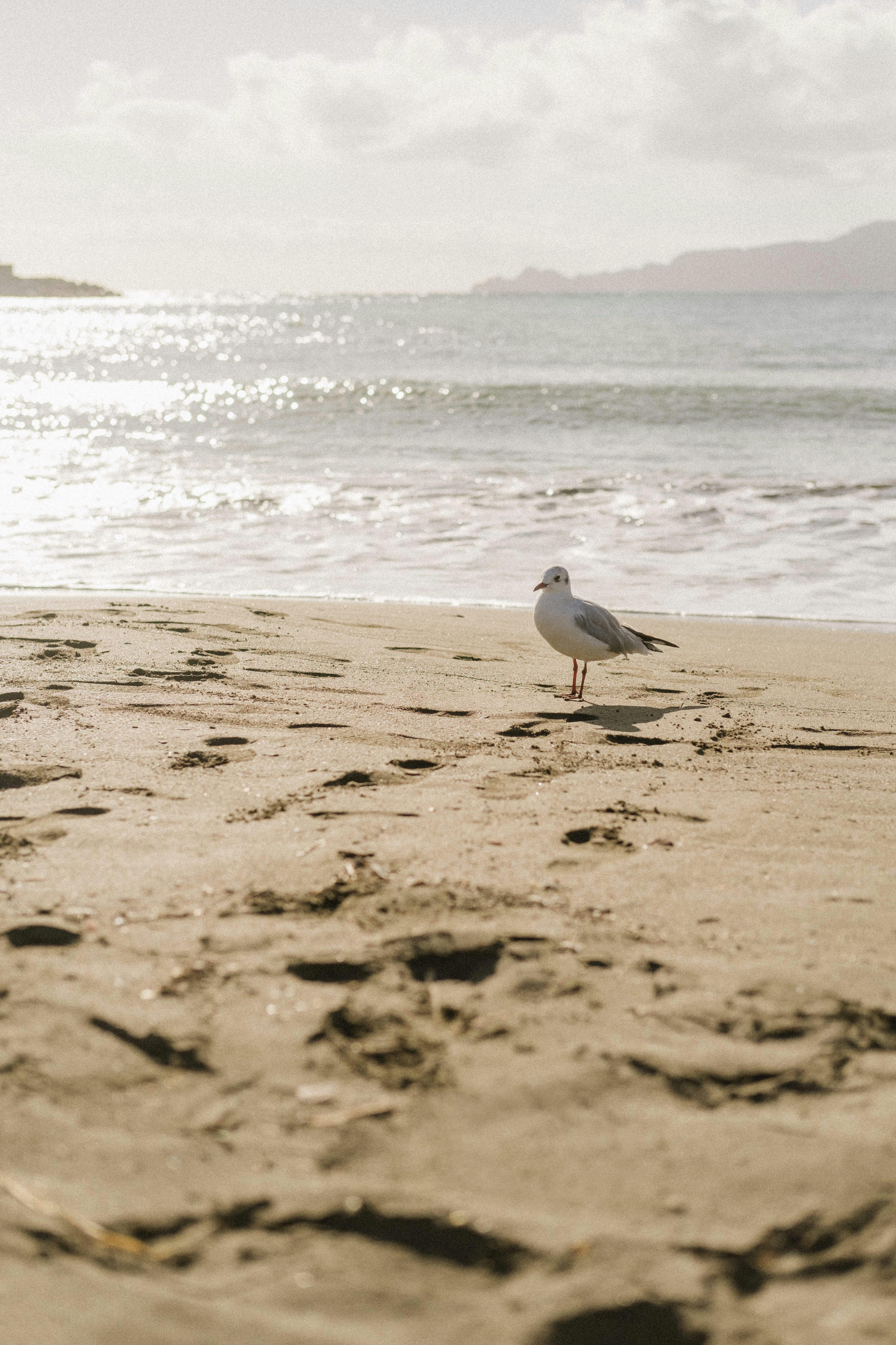 Seagull on Beach · Free Stock Photo