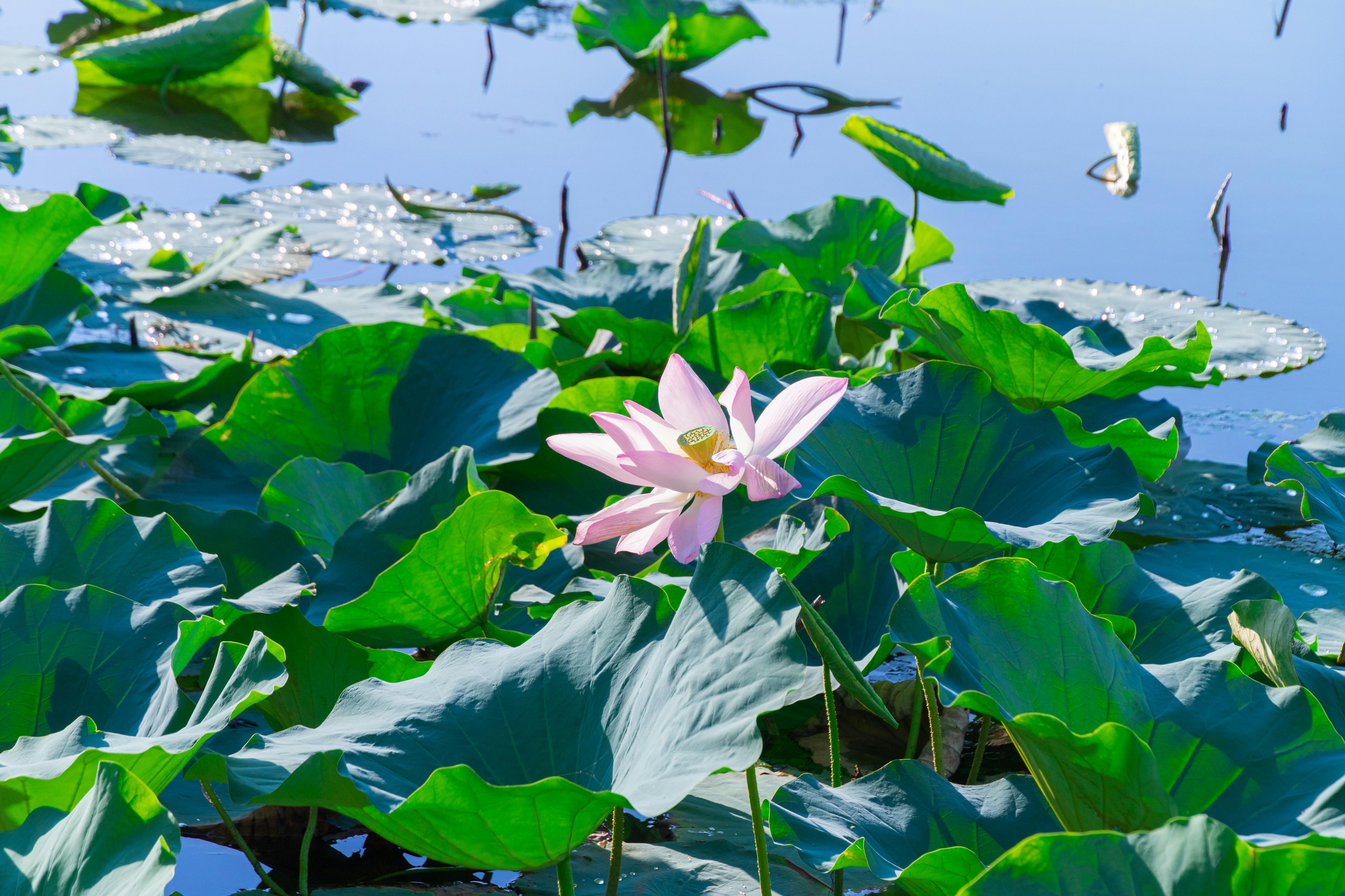 Lotus Flower on Water · Free Stock Photo