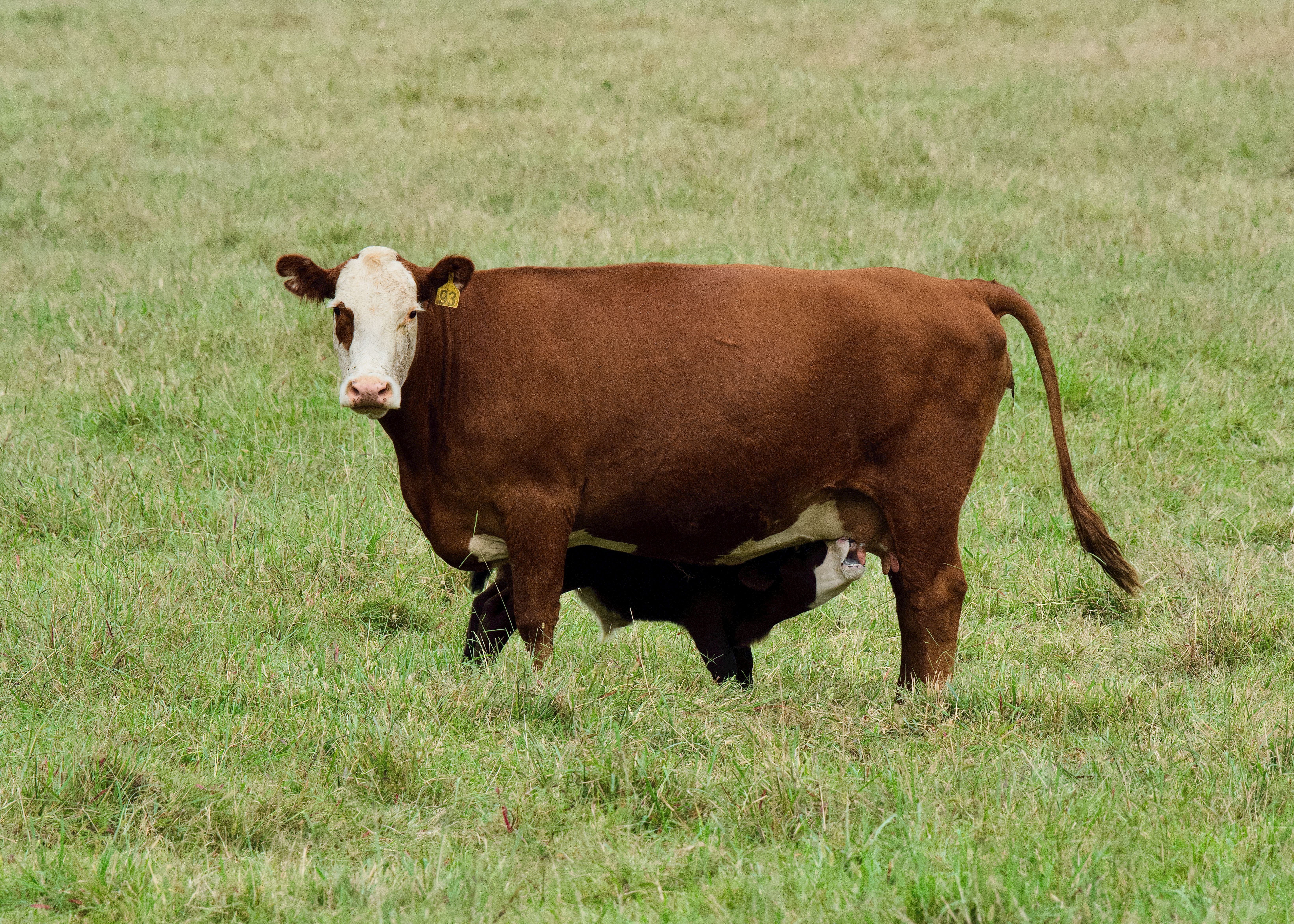 The Farm Tennessee Commune Photos, Download The BEST Free The Farm ...