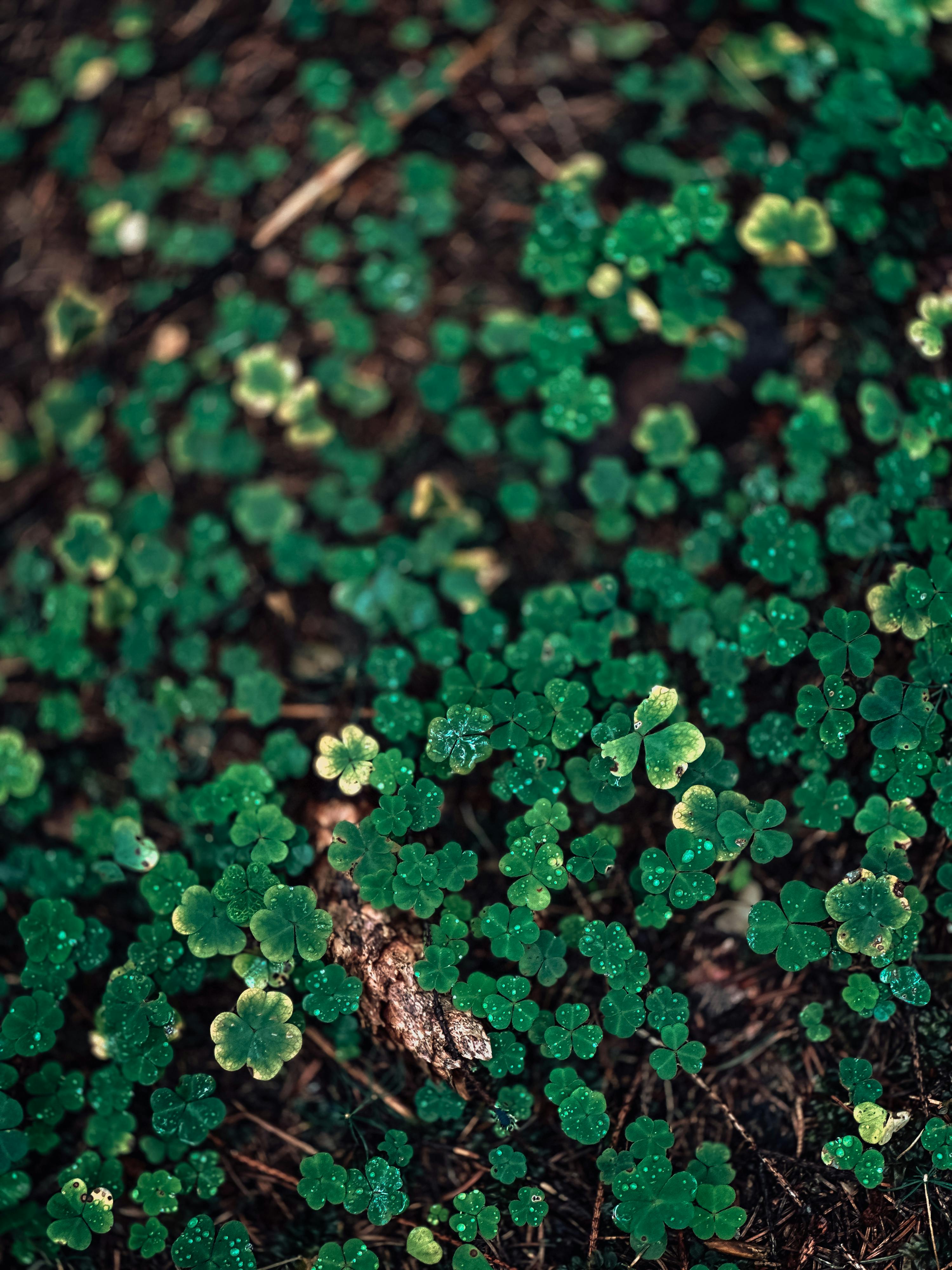 Clovers on Ground in Forest · Free Stock Photo