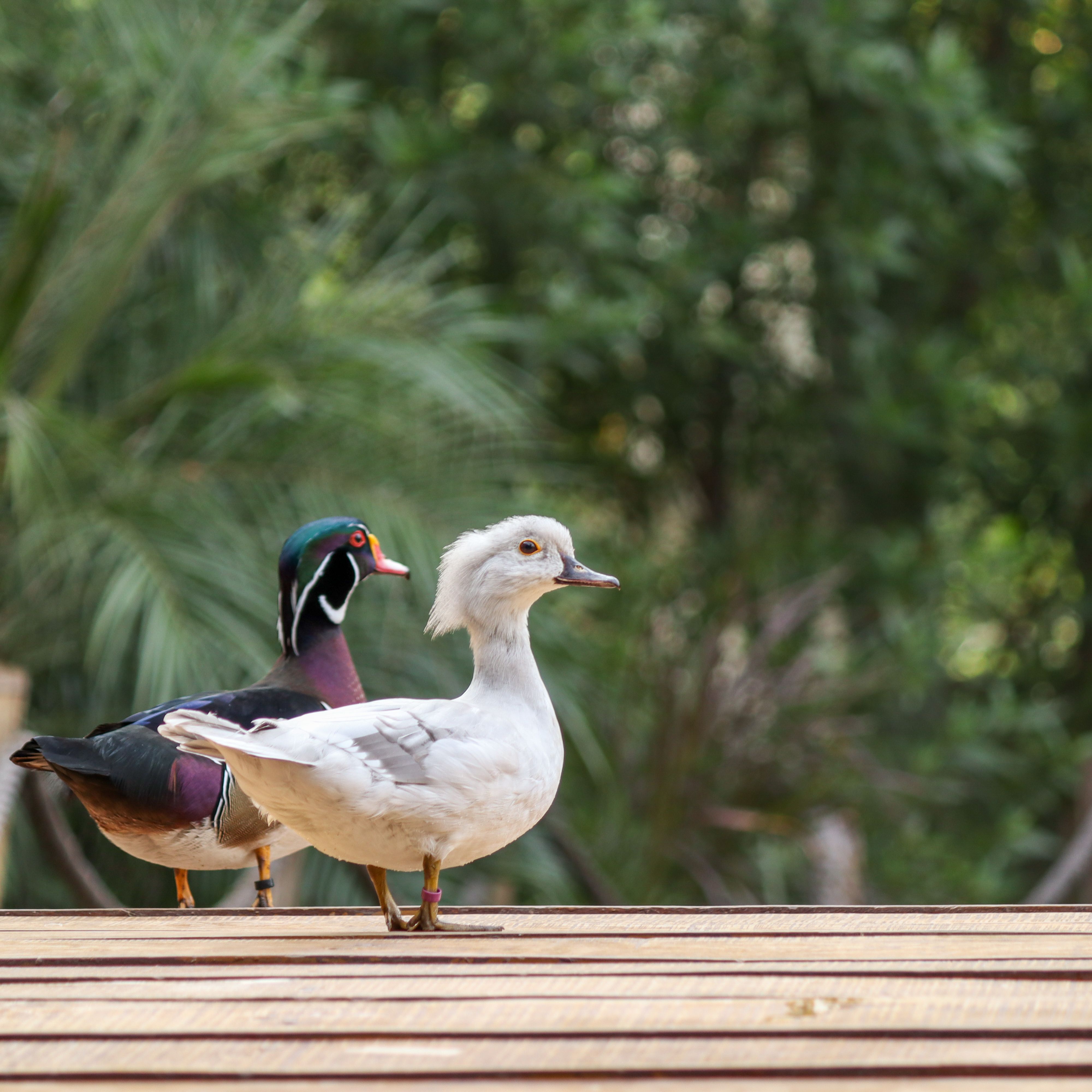 Close up of Colorful Ducks · Free Stock Photo
