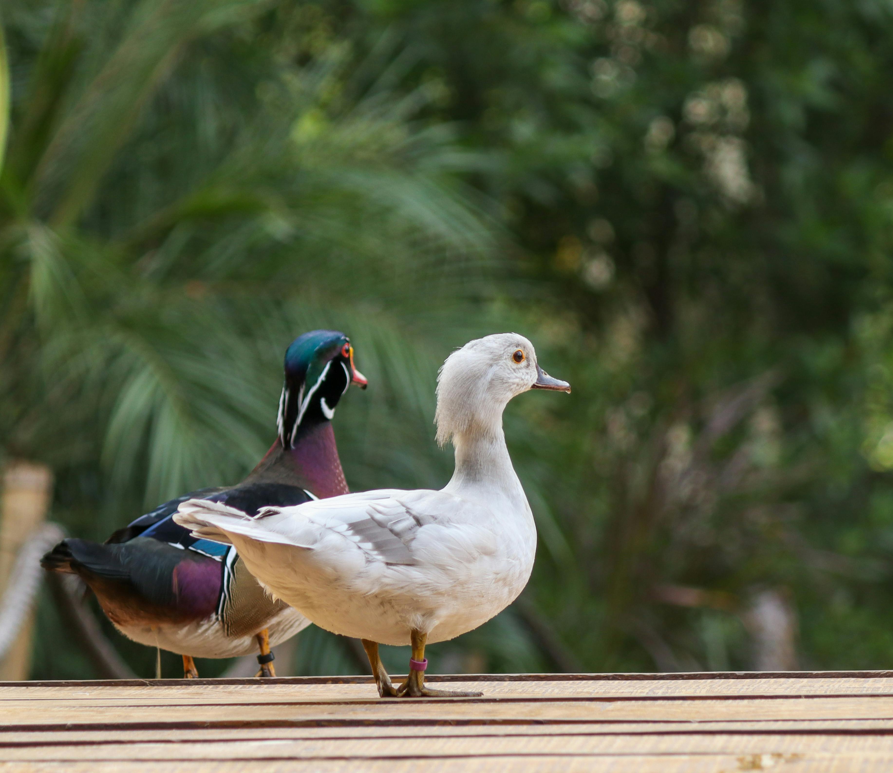 Close-up of Two Ducks · Free Stock Photo
