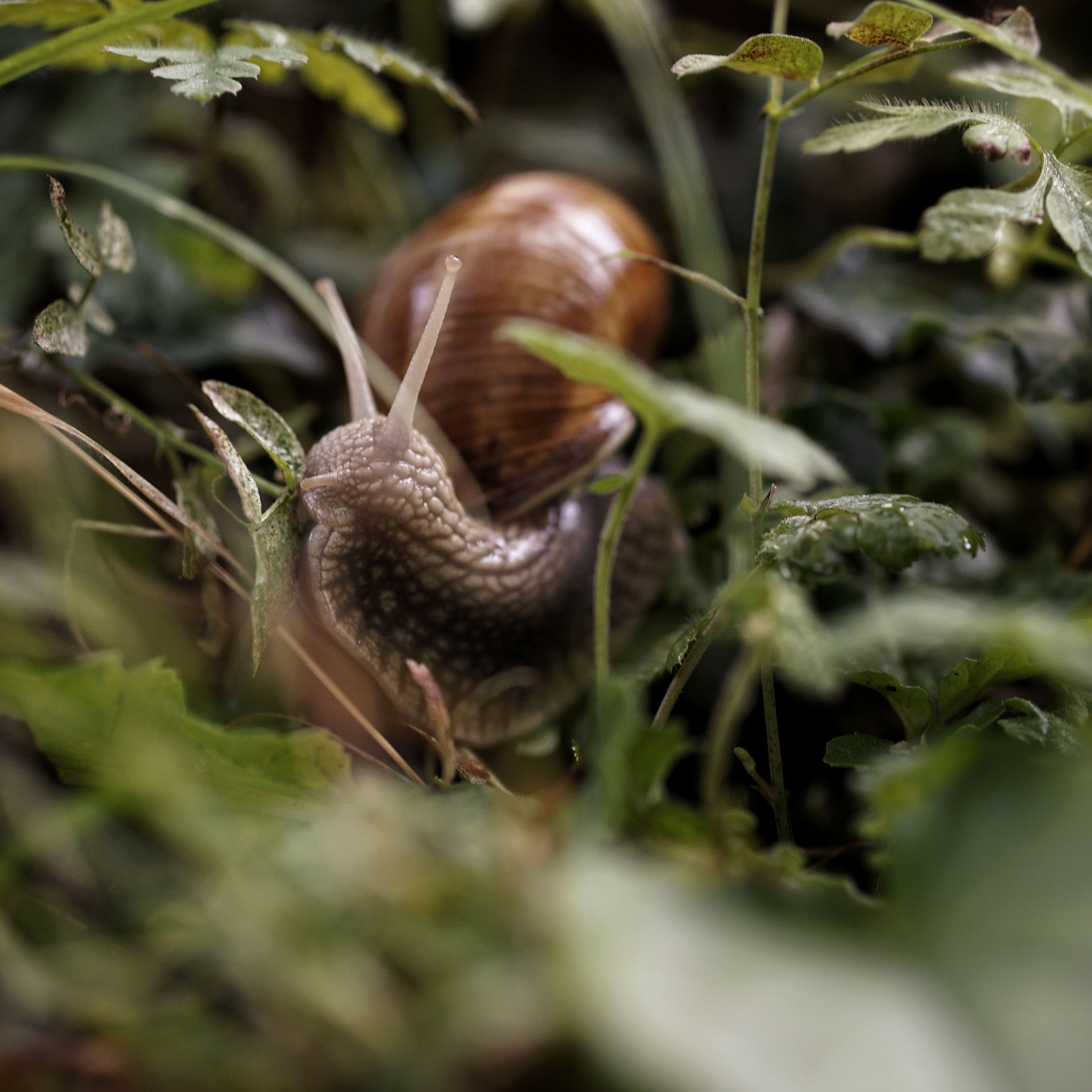 Snail among Leaves · Free Stock Photo