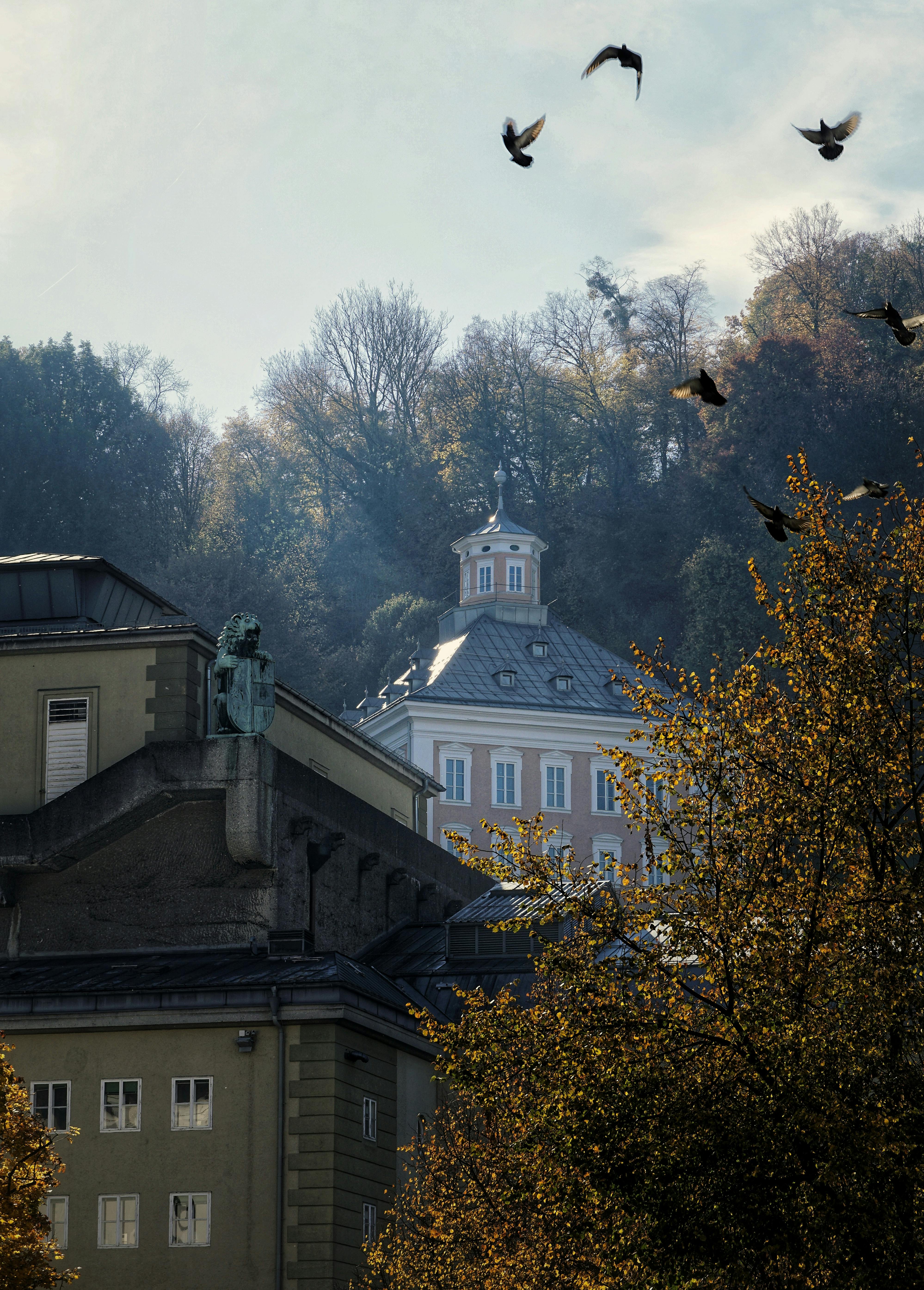 Birds Flying over Buildings · Free Stock Photo