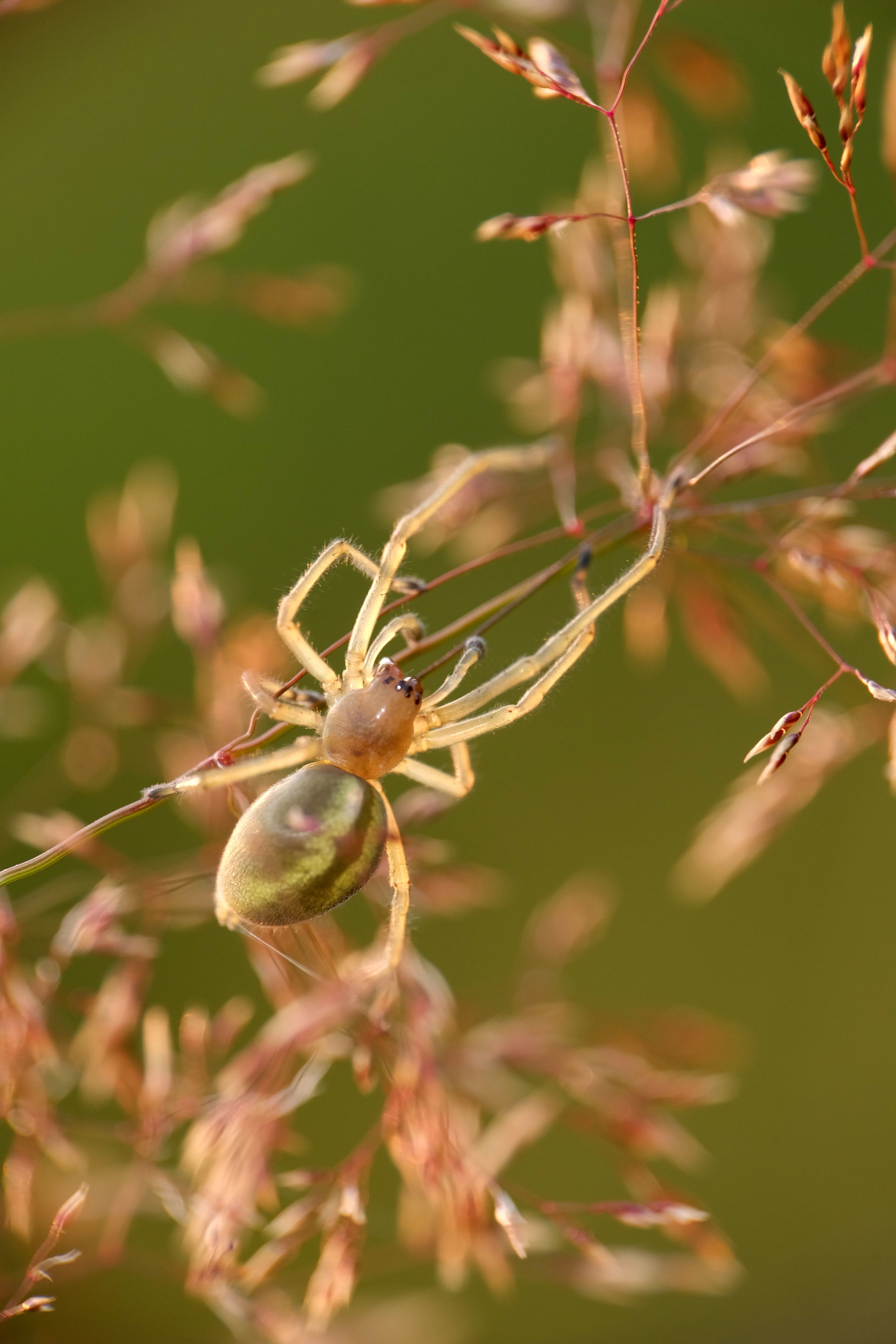 Spider Wen Photos, Download The BEST Free Spider Wen Stock Photos & HD ...