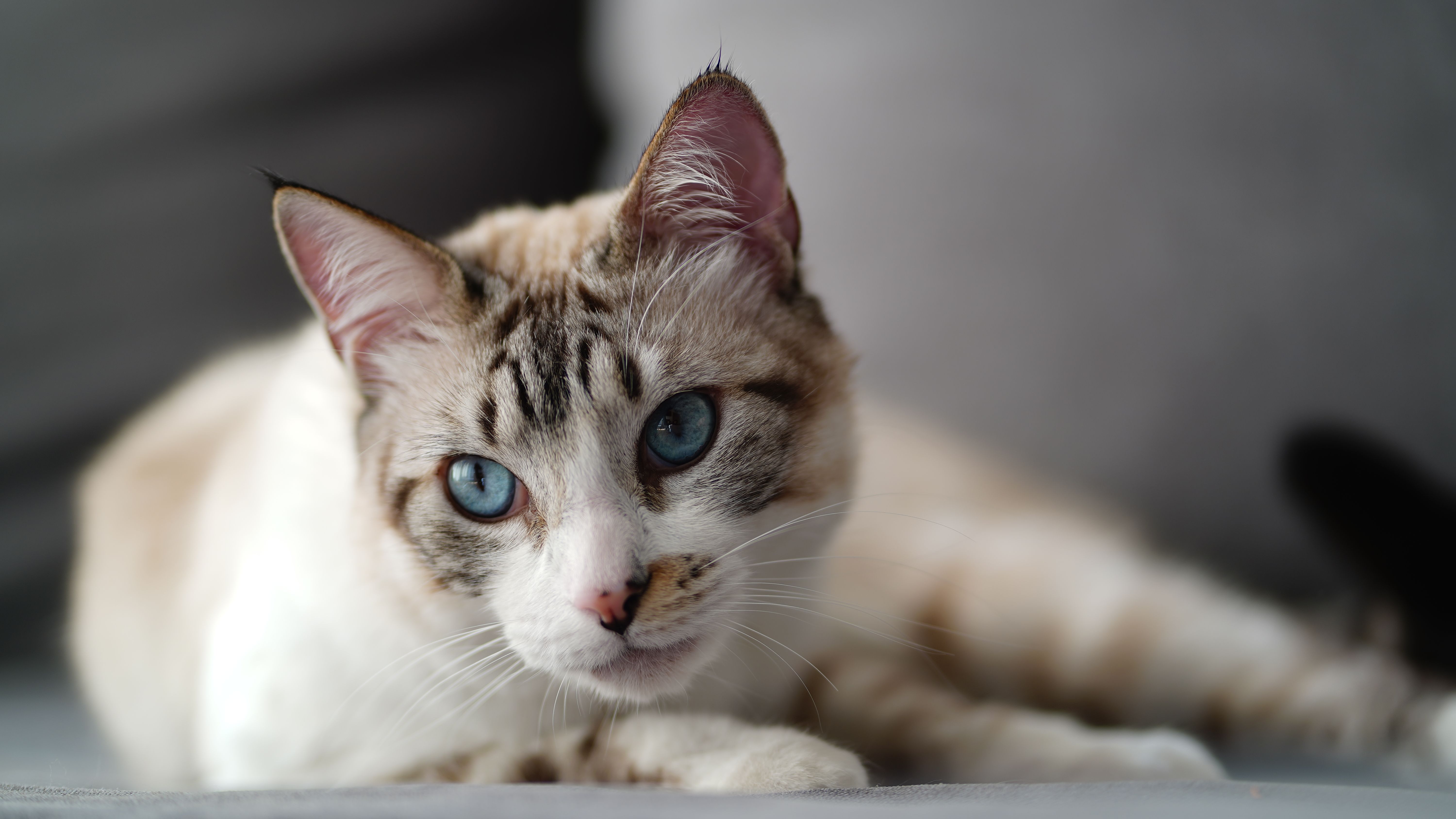 Wallpaper Cat Photos, Download The BEST Free Wallpaper Cat Stock Photos ...