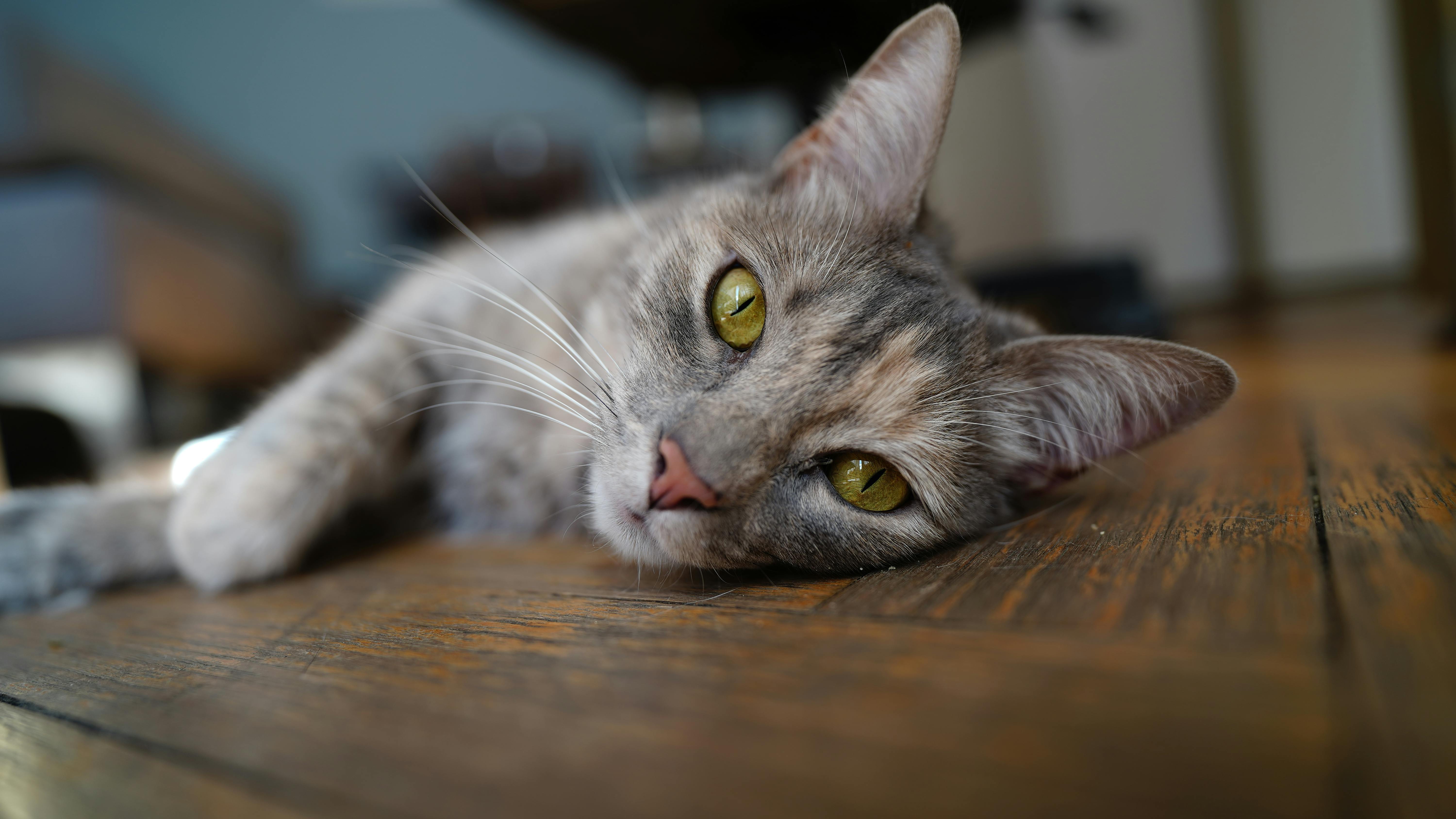 Gray Cat Lying Down · Free Stock Photo