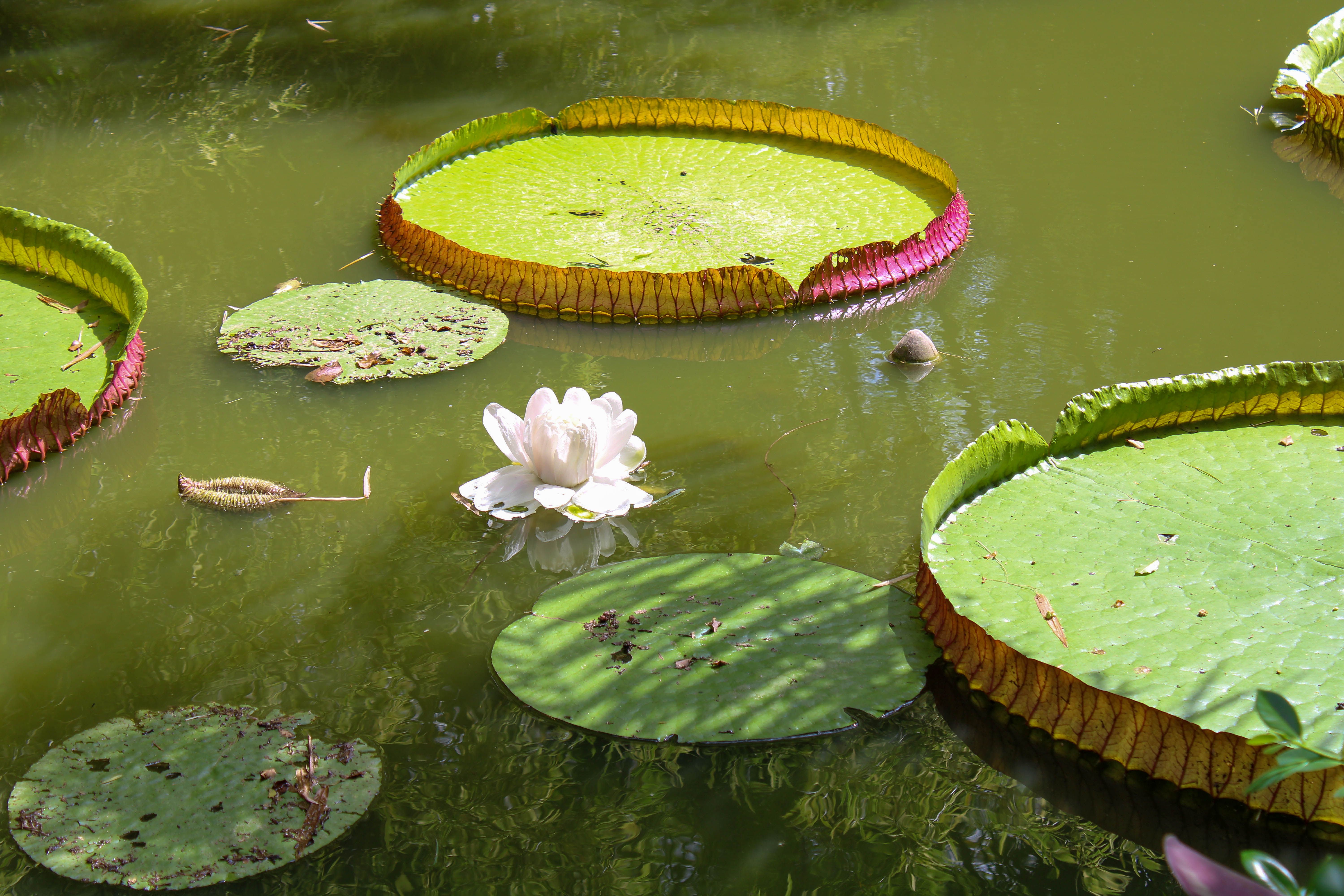 Elephant Pond Photos, Download The BEST Free Elephant Pond Stock Photos ...