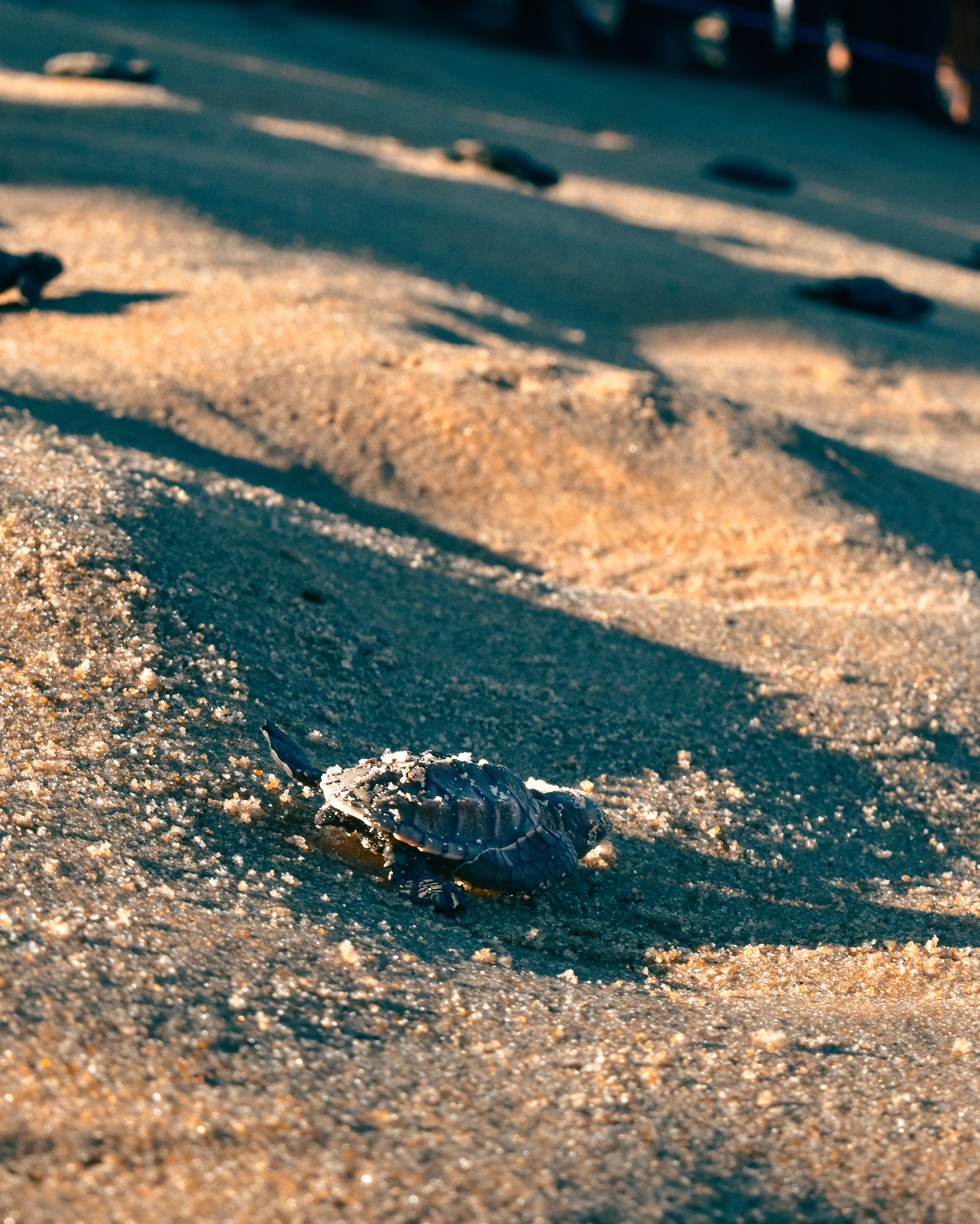 Turtle on Beach · Free Stock Photo