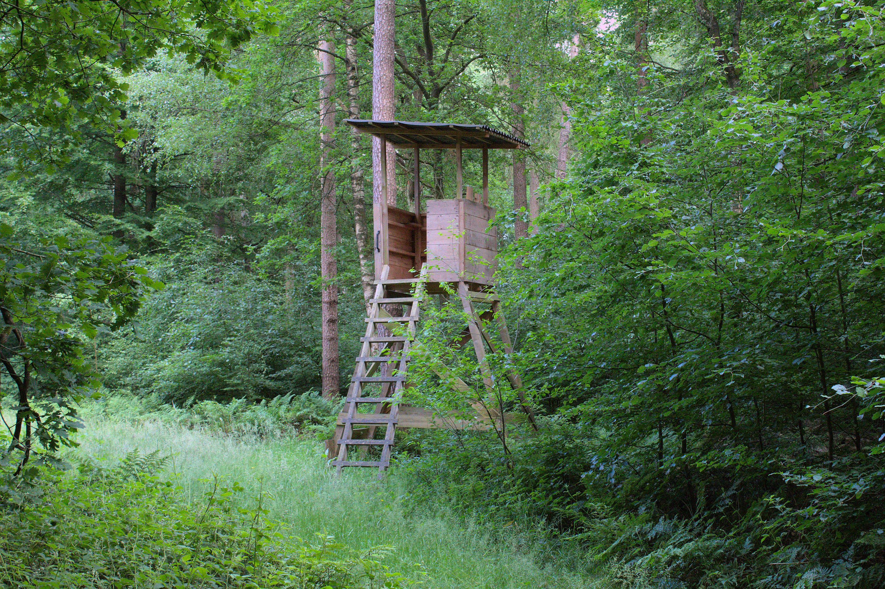 Hunting Tower in Forest · Free Stock Photo
