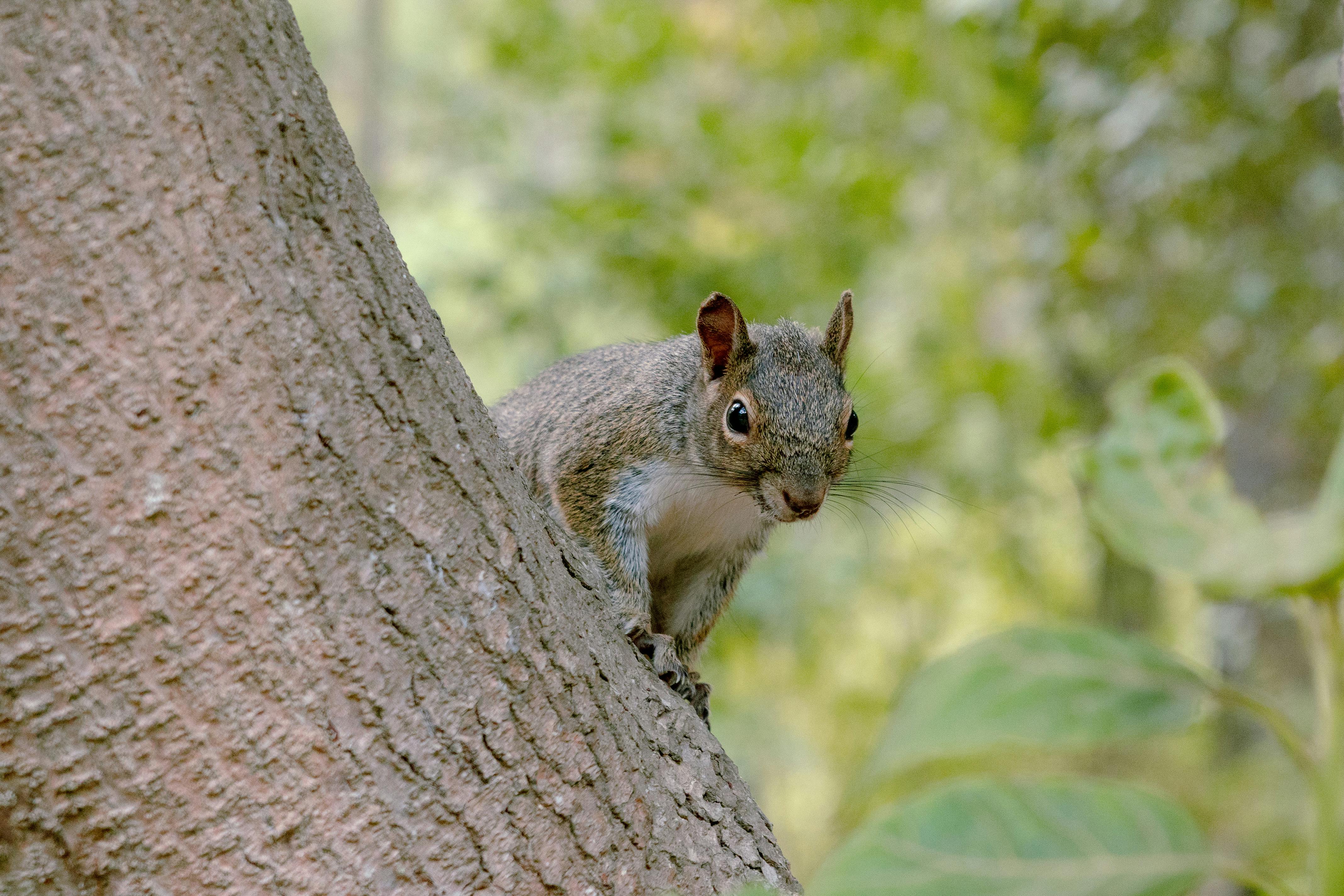 Two Squirrels on Tree Trunk · Free Stock Photo
