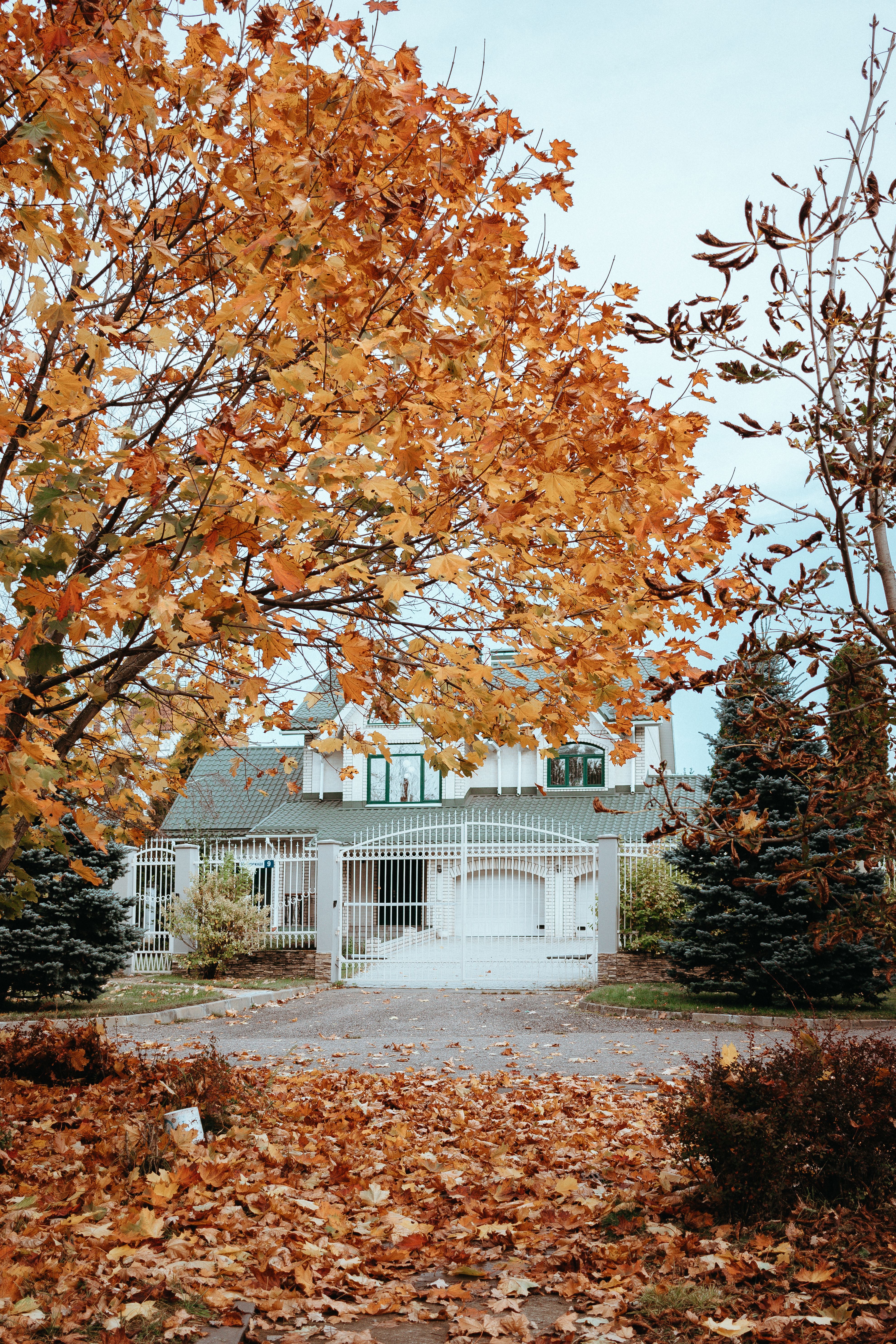 Colorful, Autumn Leaves and House behind · Free Stock Photo