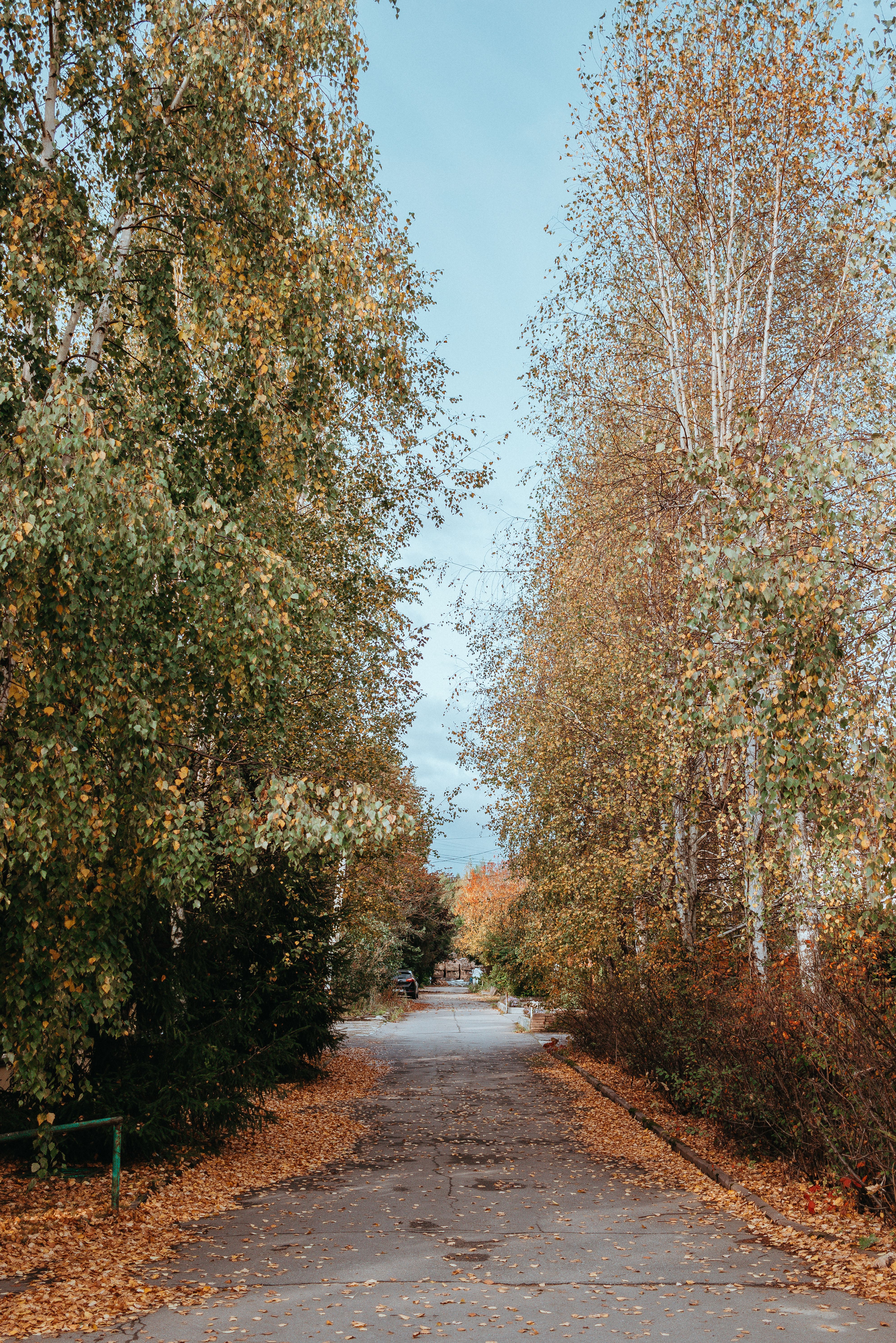Colorful Trees around Road in Autumn · Free Stock Photo