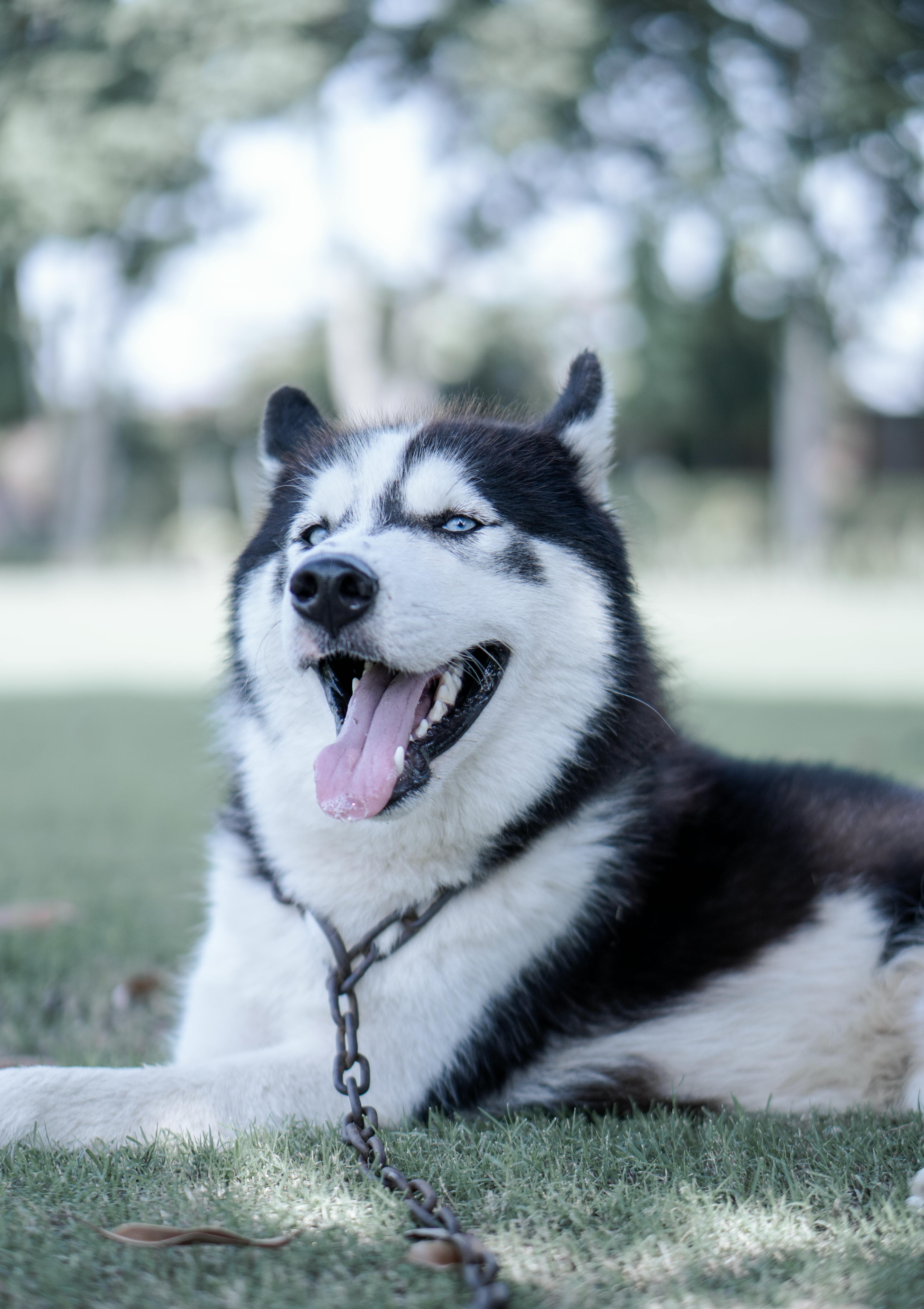 Husky Dog Wallpaper Photos, Download The BEST Free Husky Dog Wallpaper ...