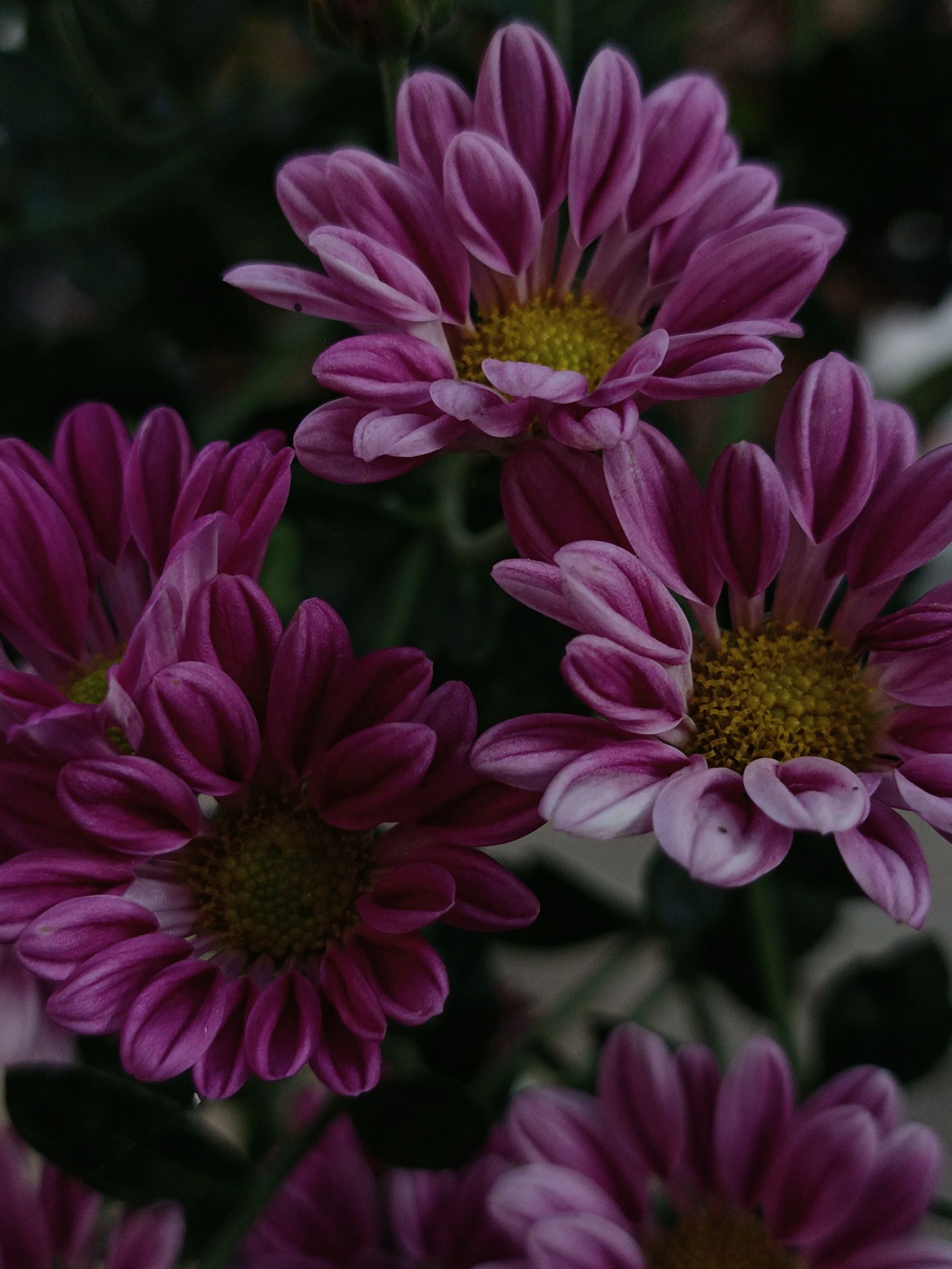 Background Bunga Photos, Download The BEST Free Background Bunga Stock ...