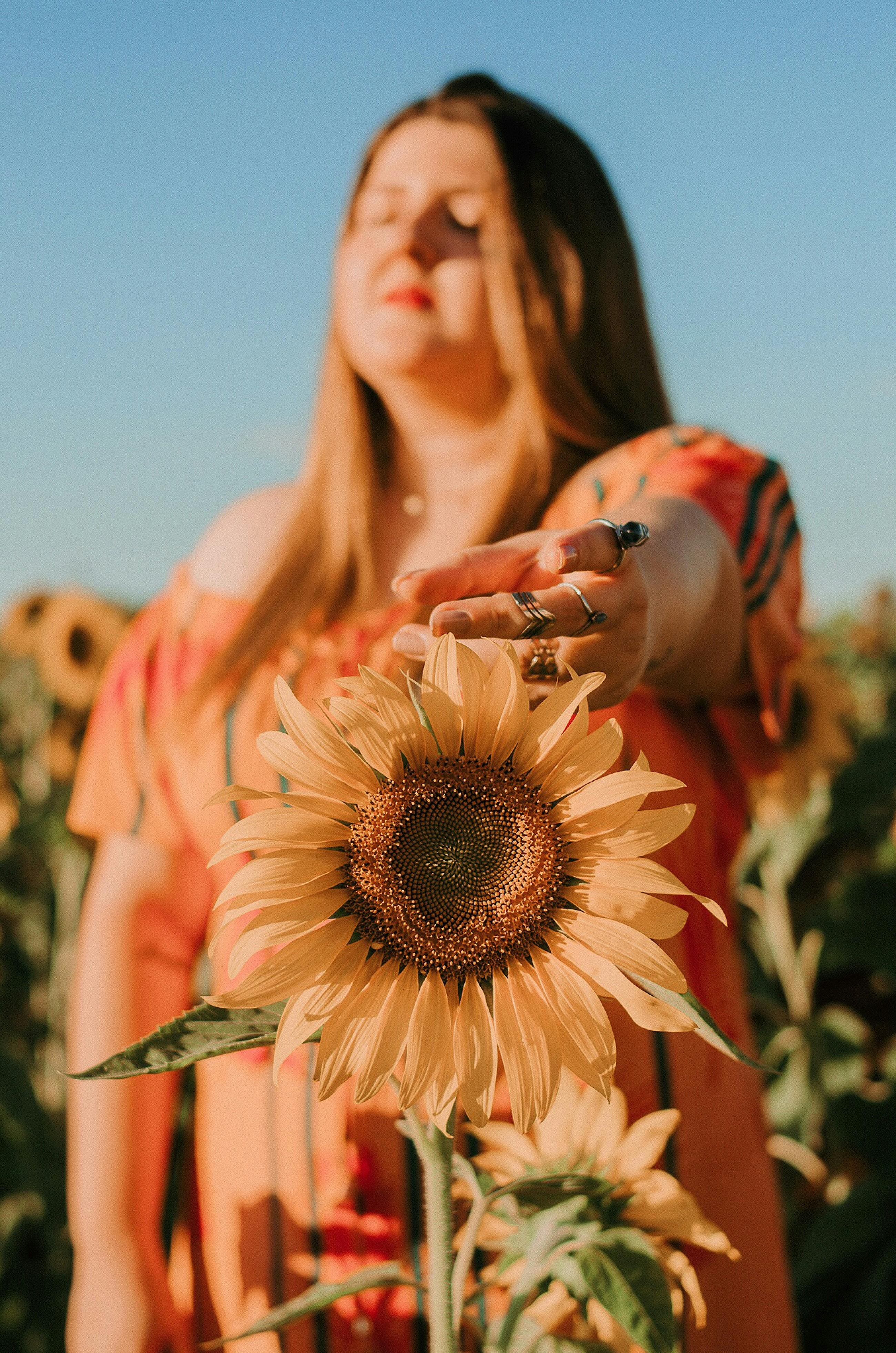 Person Holding Sunflower · Free Stock Photo