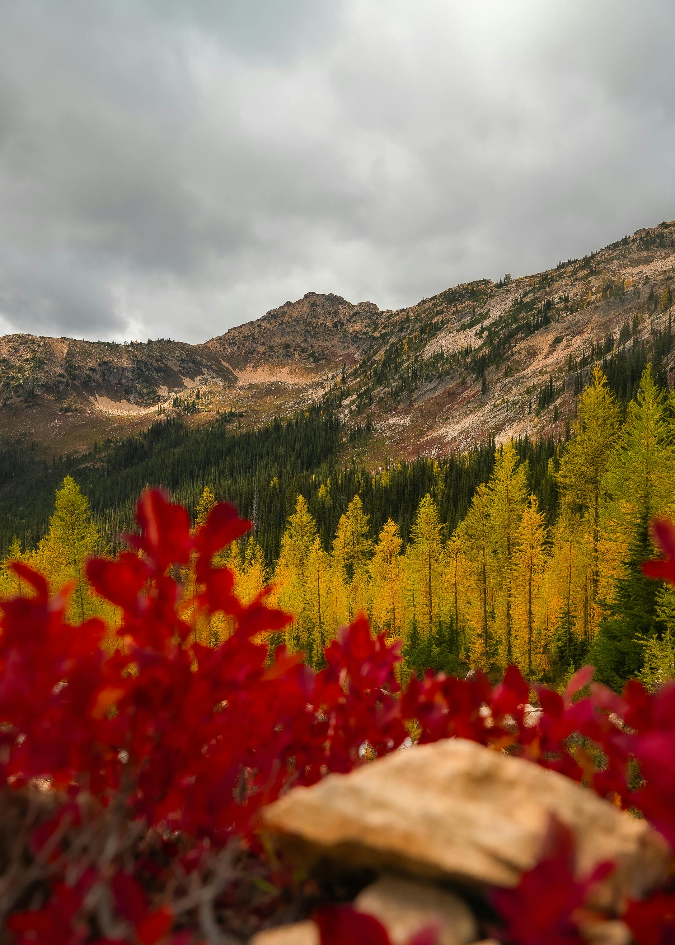 Autumn Golden Leafed Trees Among Evergreen Conifers in a Mountainside ...