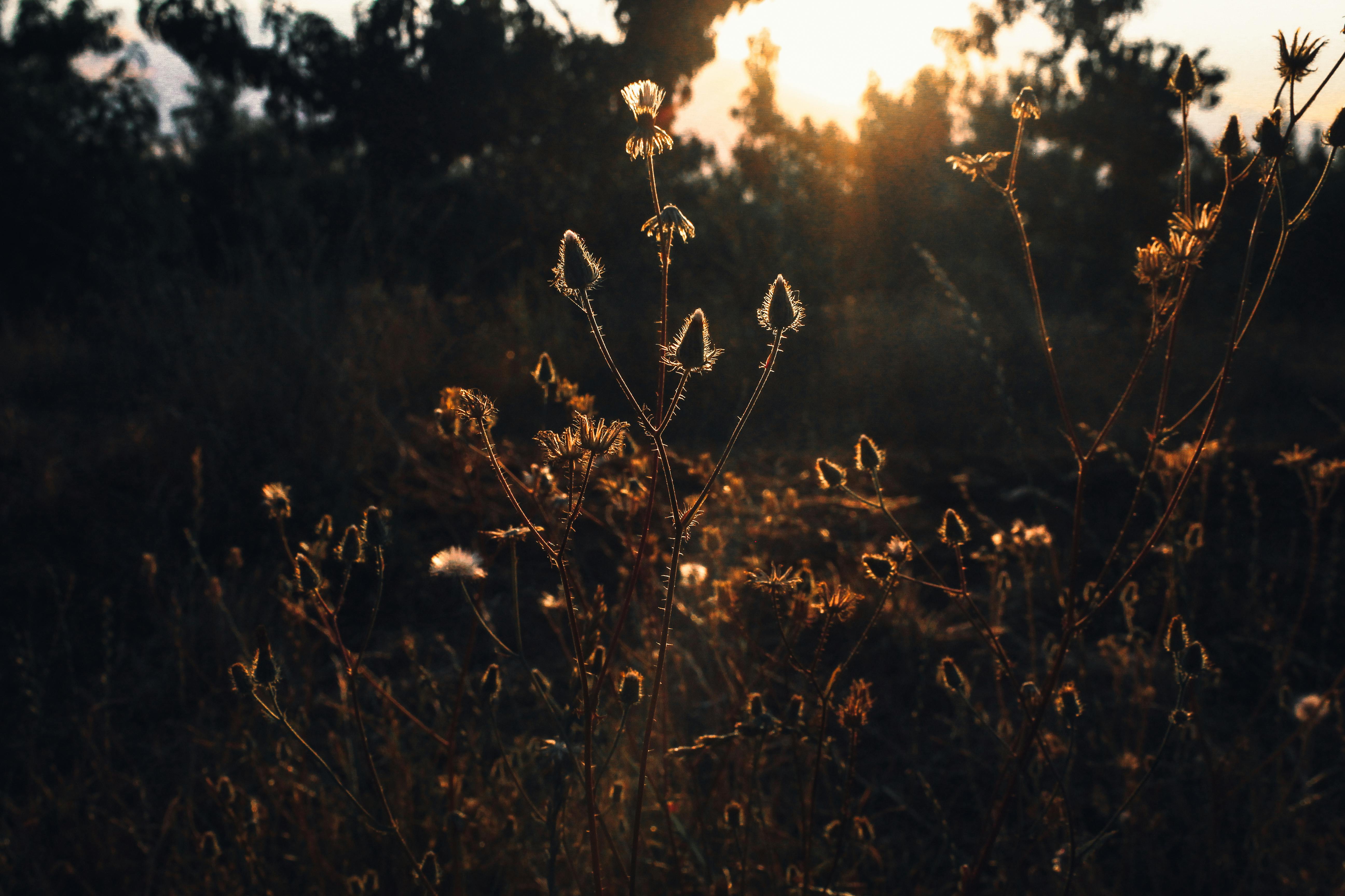 Beautiful Dead Tree Photos, Download The BEST Free Beautiful Dead Tree ...